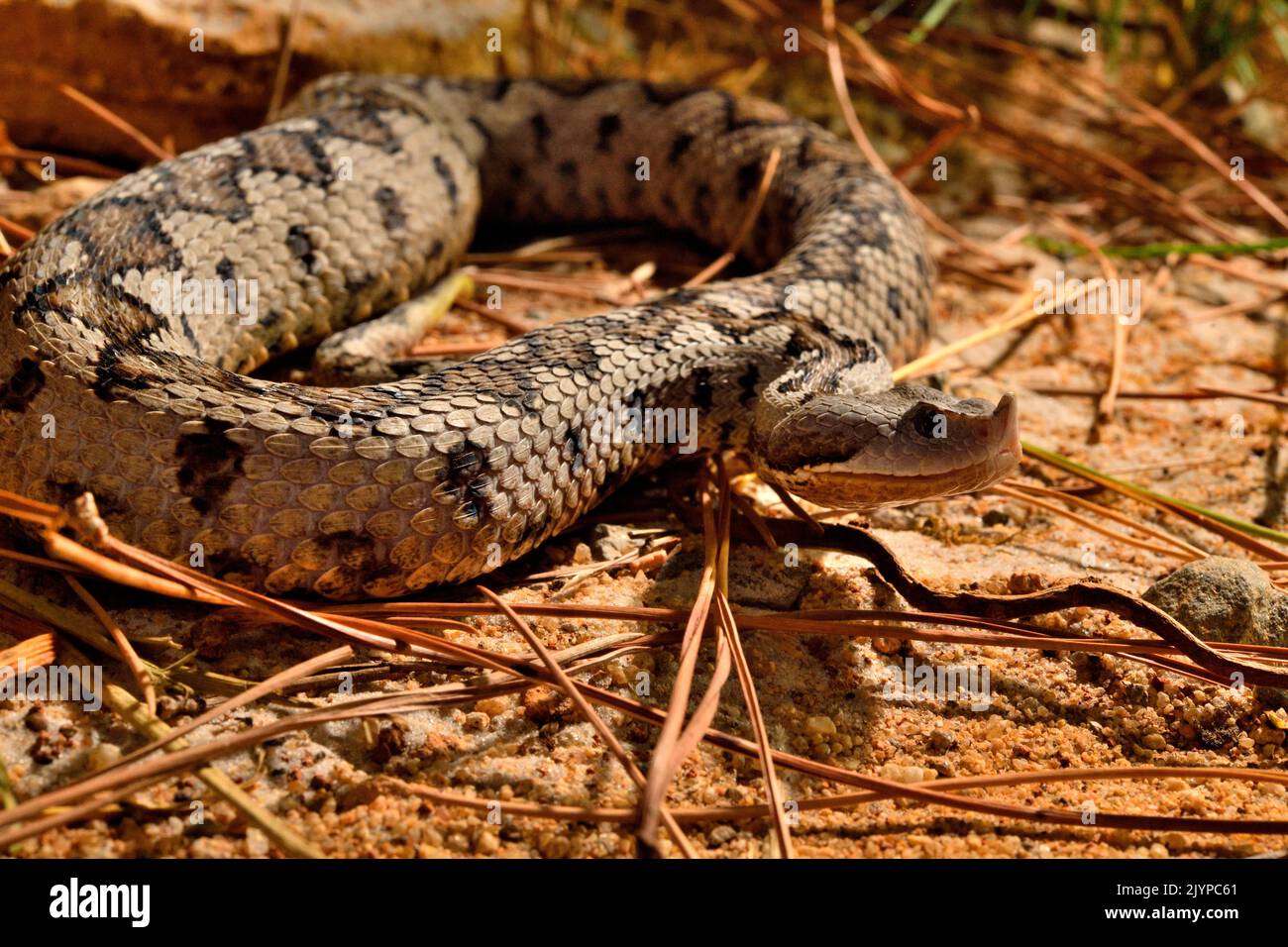 Vipera latastei gaditana -Fotos und -Bildmaterial in hoher Auflösung ...