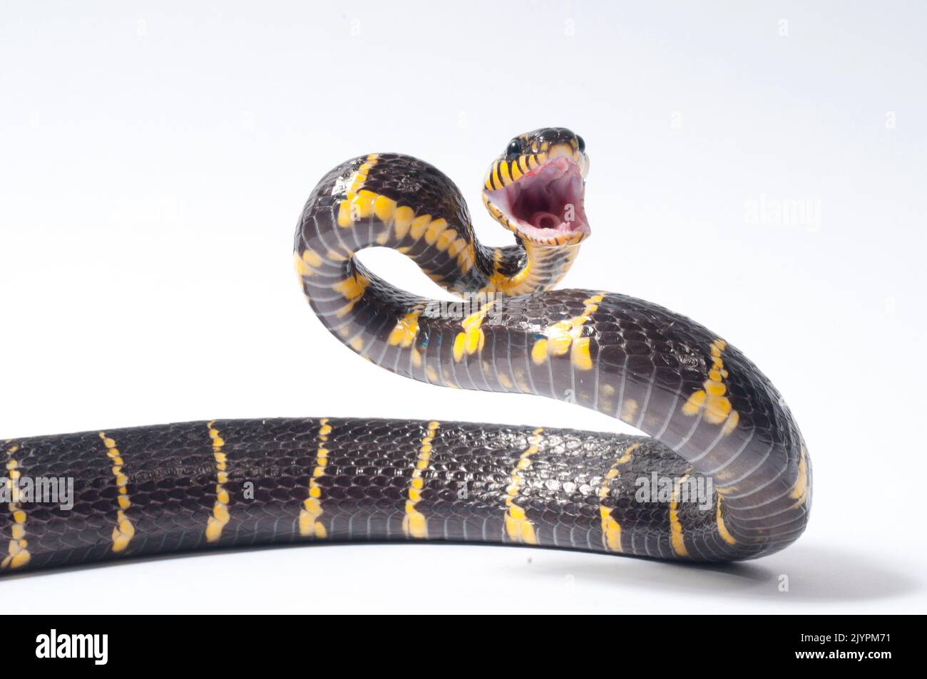 Mangrove snake boiga dendrophila -Fotos und -Bildmaterial in hoher ...