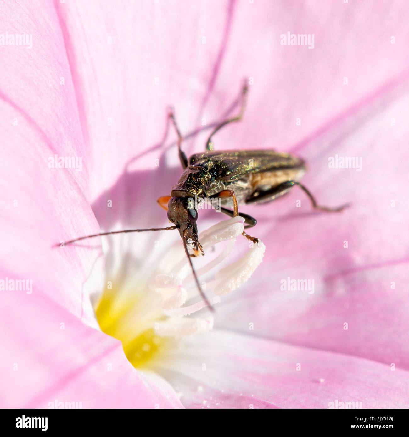 Oedemera (Oedemera flavipes)-Käfer, der sich am Cantabricanischen ...