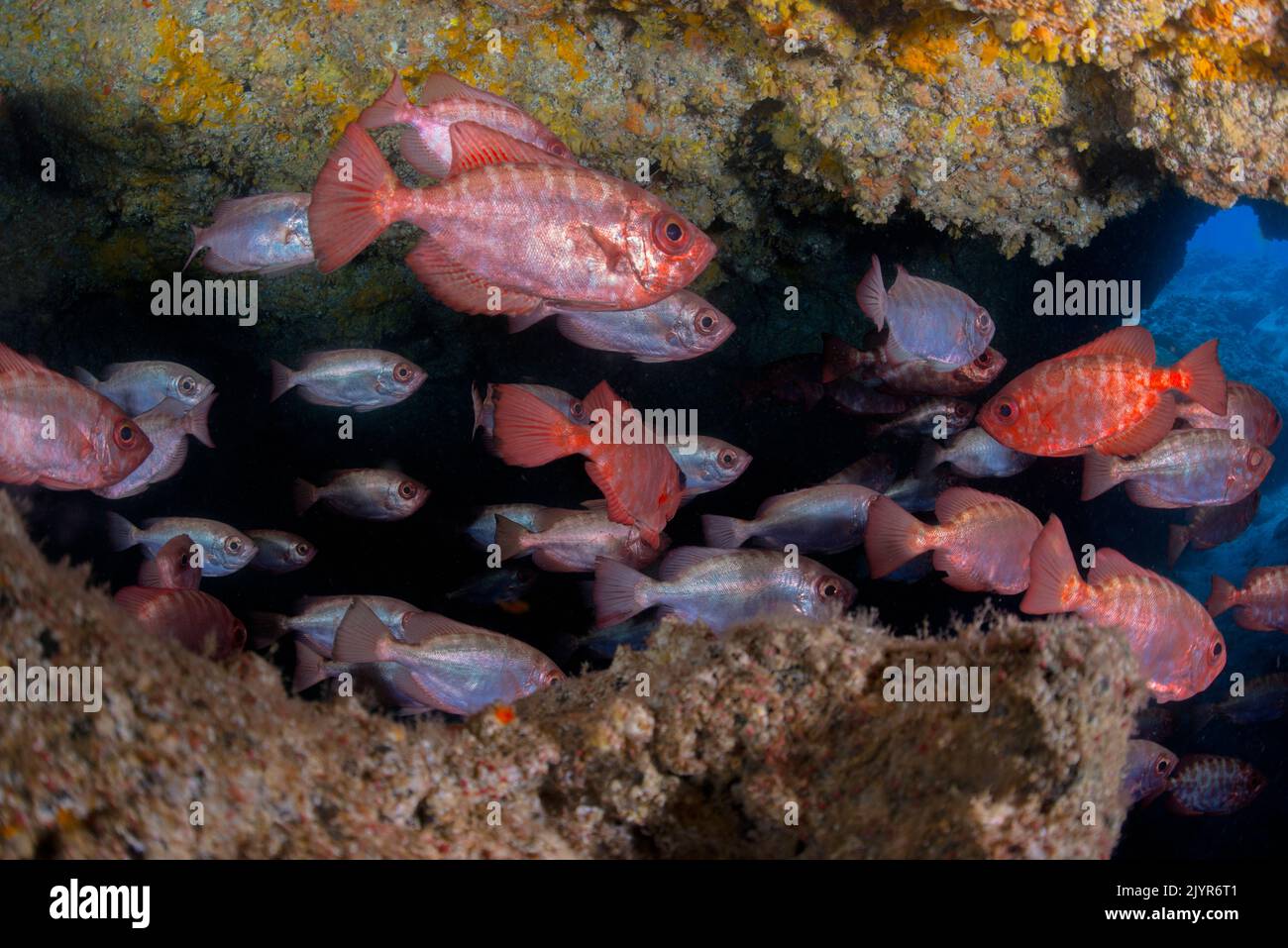 Tenerife underwater -Fotos und -Bildmaterial in hoher Auflösung – Alamy
