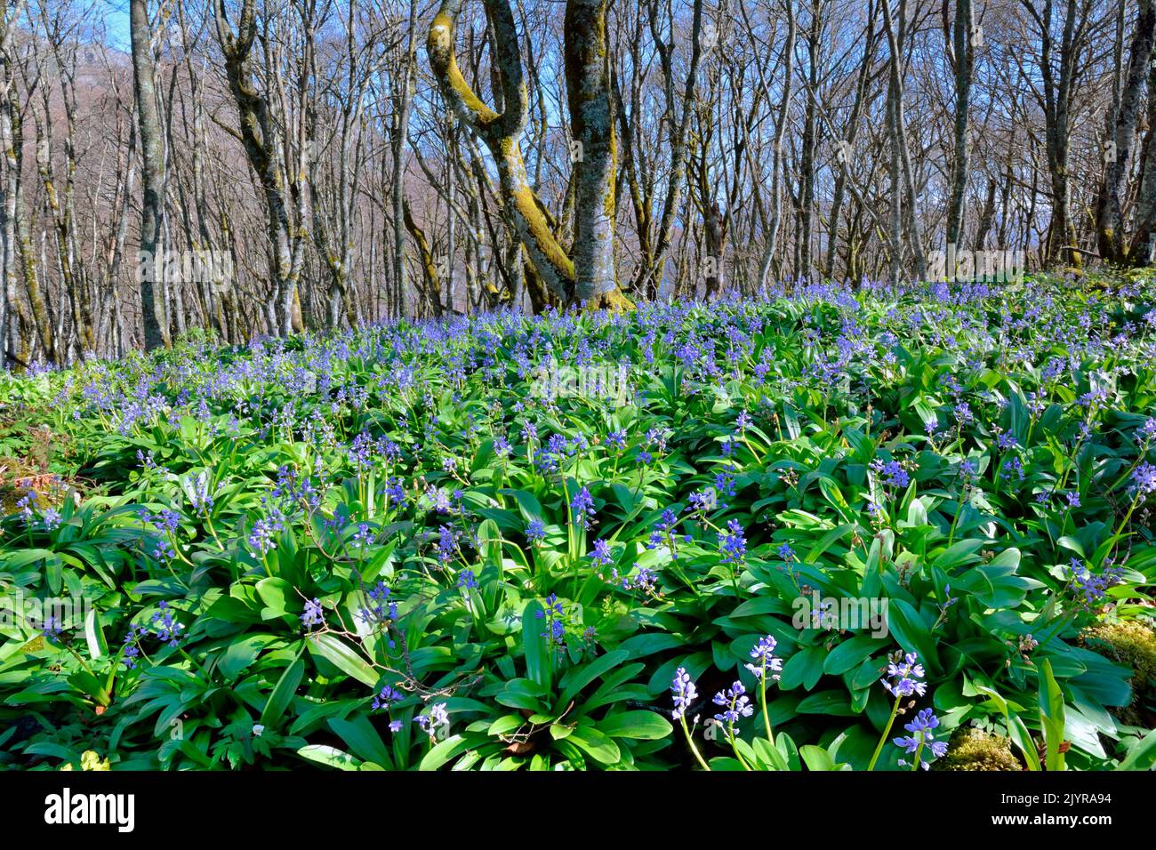 Scilla lilio hyacinthus -Fotos und -Bildmaterial in hoher Auflösung – Alamy