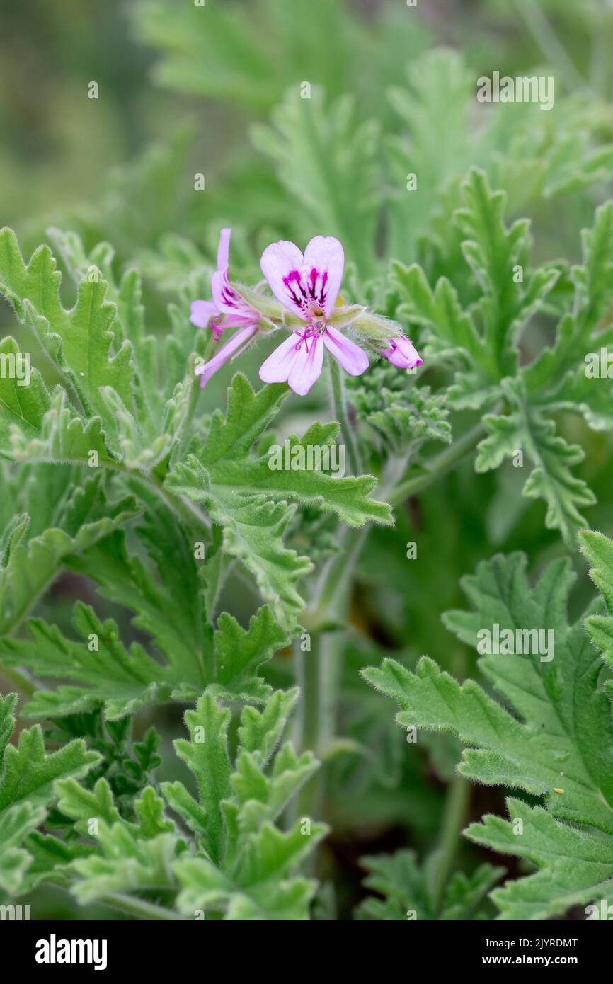 Pelargonium perfume -Fotos und -Bildmaterial in hoher Auflösung – Alamy