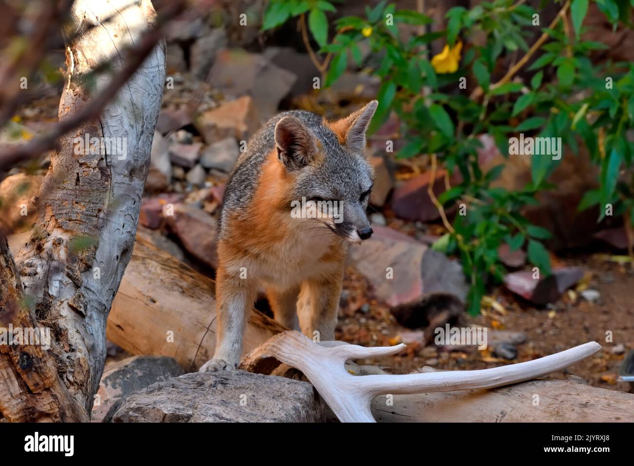 Grauer fuchs -Fotos und -Bildmaterial in hoher Auflösung – Alamy