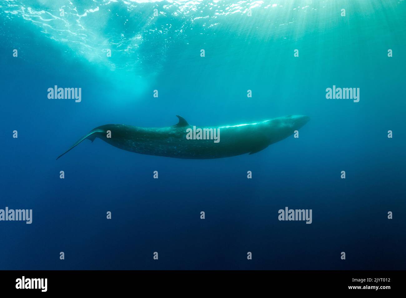 Der sei-Wal (Balaenoptera borealis) ist ein Baleen-Wal, der drittgrößte ...