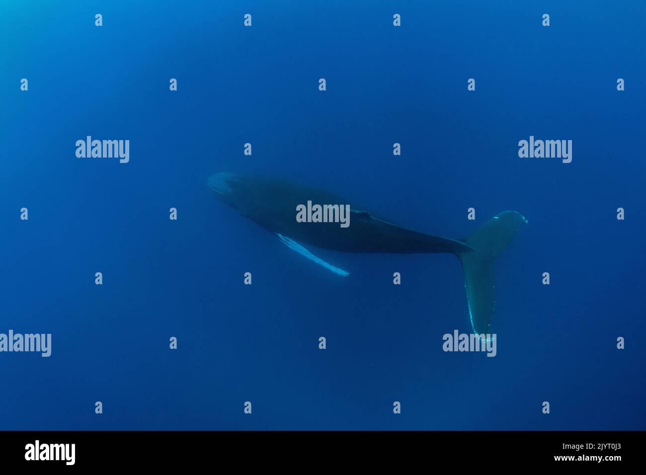 Buckelwal (Megaptera novaeangliae) ist eine Art von Balen-Wal, er hat ...