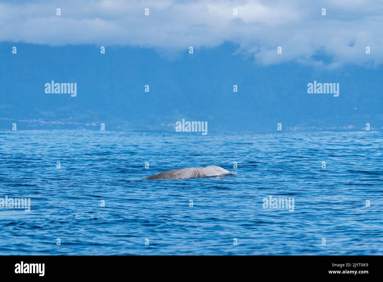 Gans schnabelwal -Fotos und -Bildmaterial in hoher Auflösung – Alamy