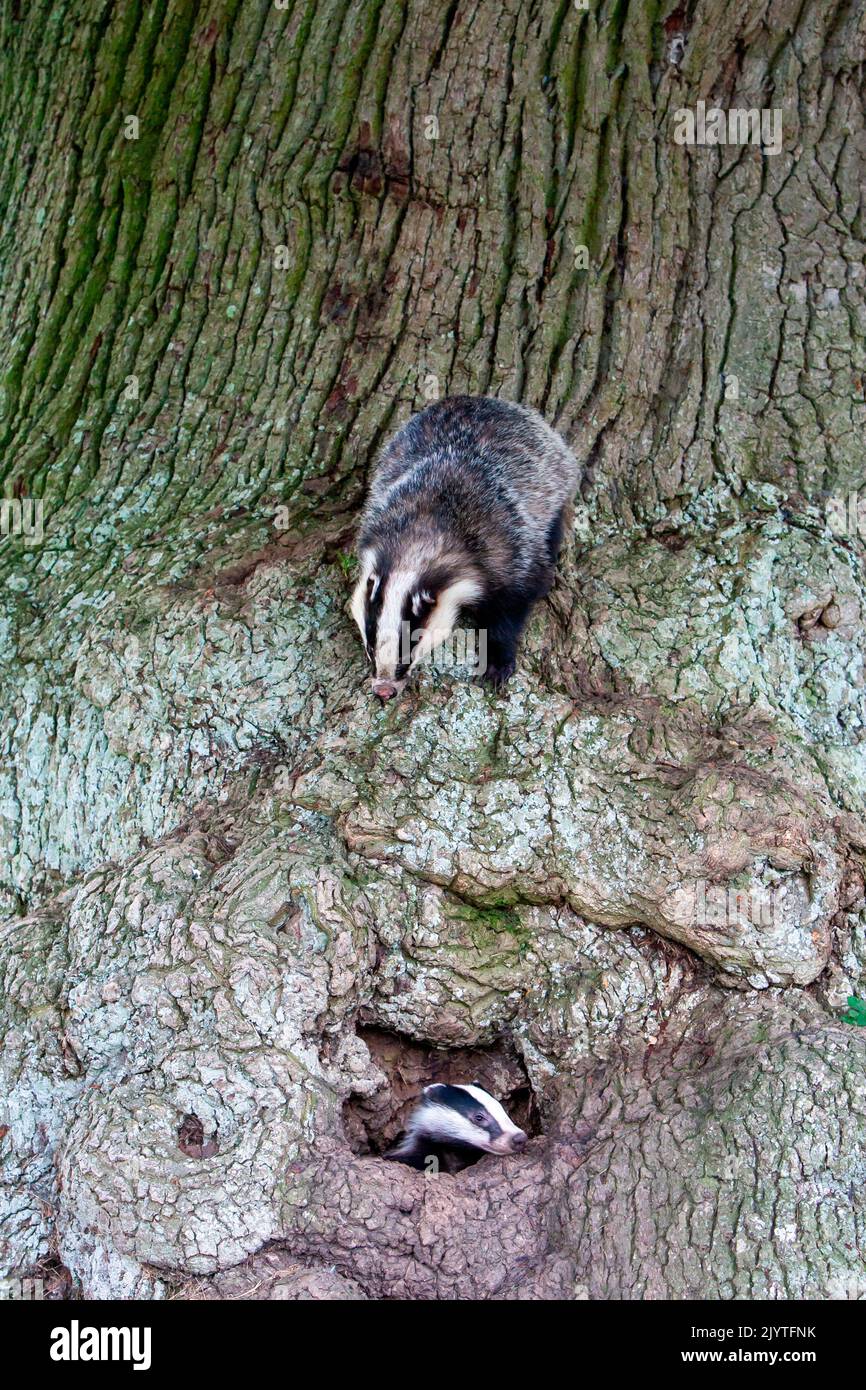 Mounting climb -Fotos und -Bildmaterial in hoher Auflösung – Alamy