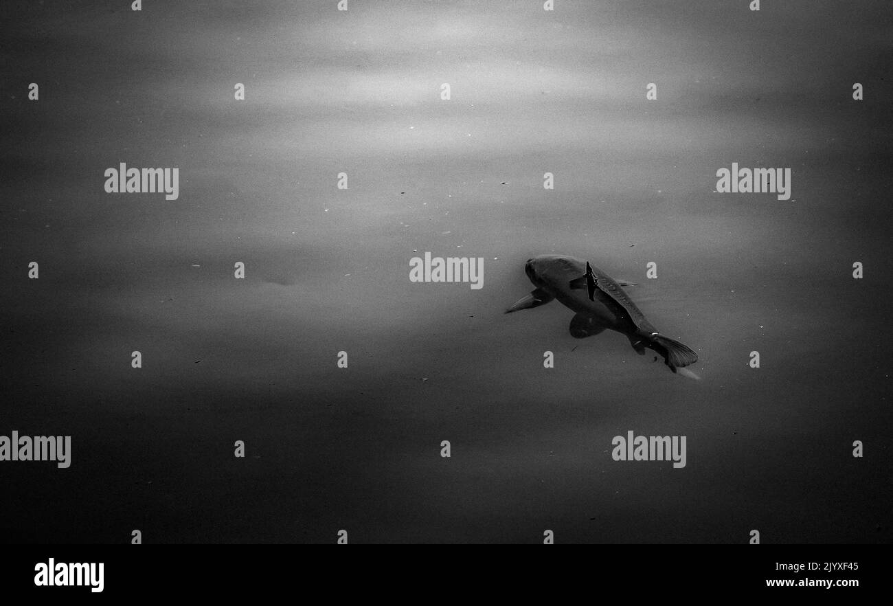 Sfondo quadro -Fotos und -Bildmaterial in hoher Auflösung – Alamy