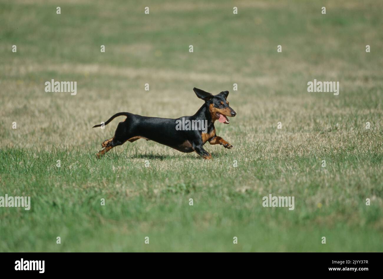 Dackel beim rennen -Fotos und -Bildmaterial in hoher Auflösung – Alamy
