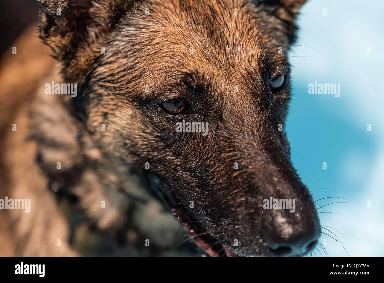 Ein militärischer Arbeitshund der 820. Base Defence Group, 93. Air ...