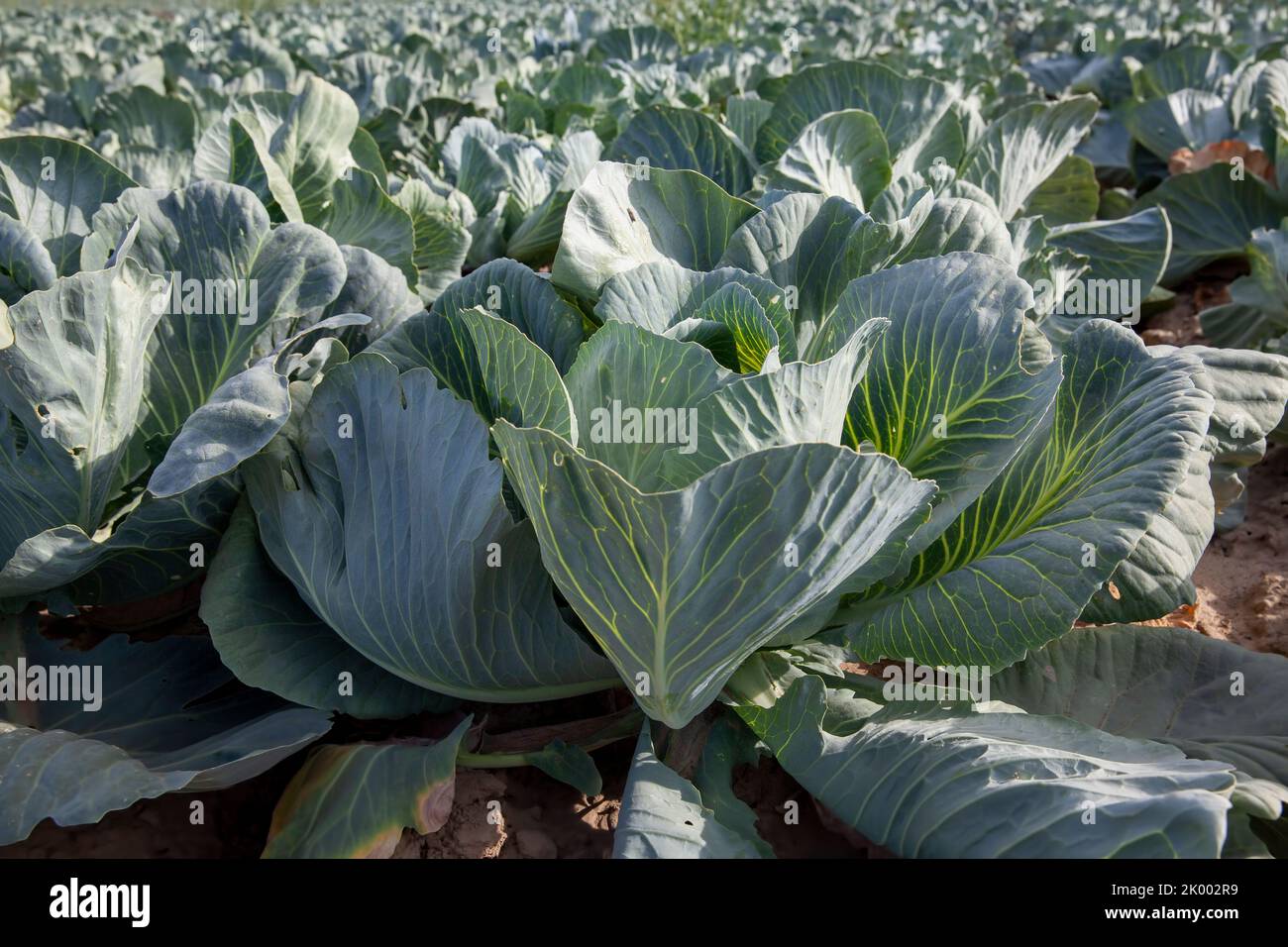 Ein landwirtschaftliches Feld, auf dem Weißkohl angebaut wird, ein Feld ...