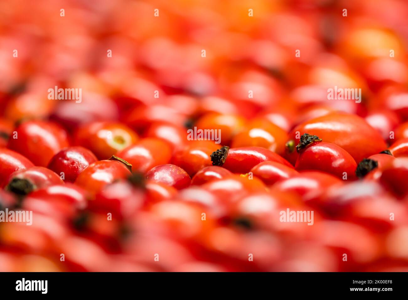Detail Makroansicht der zum Trocknen vorbereiteten Hagebutten ...