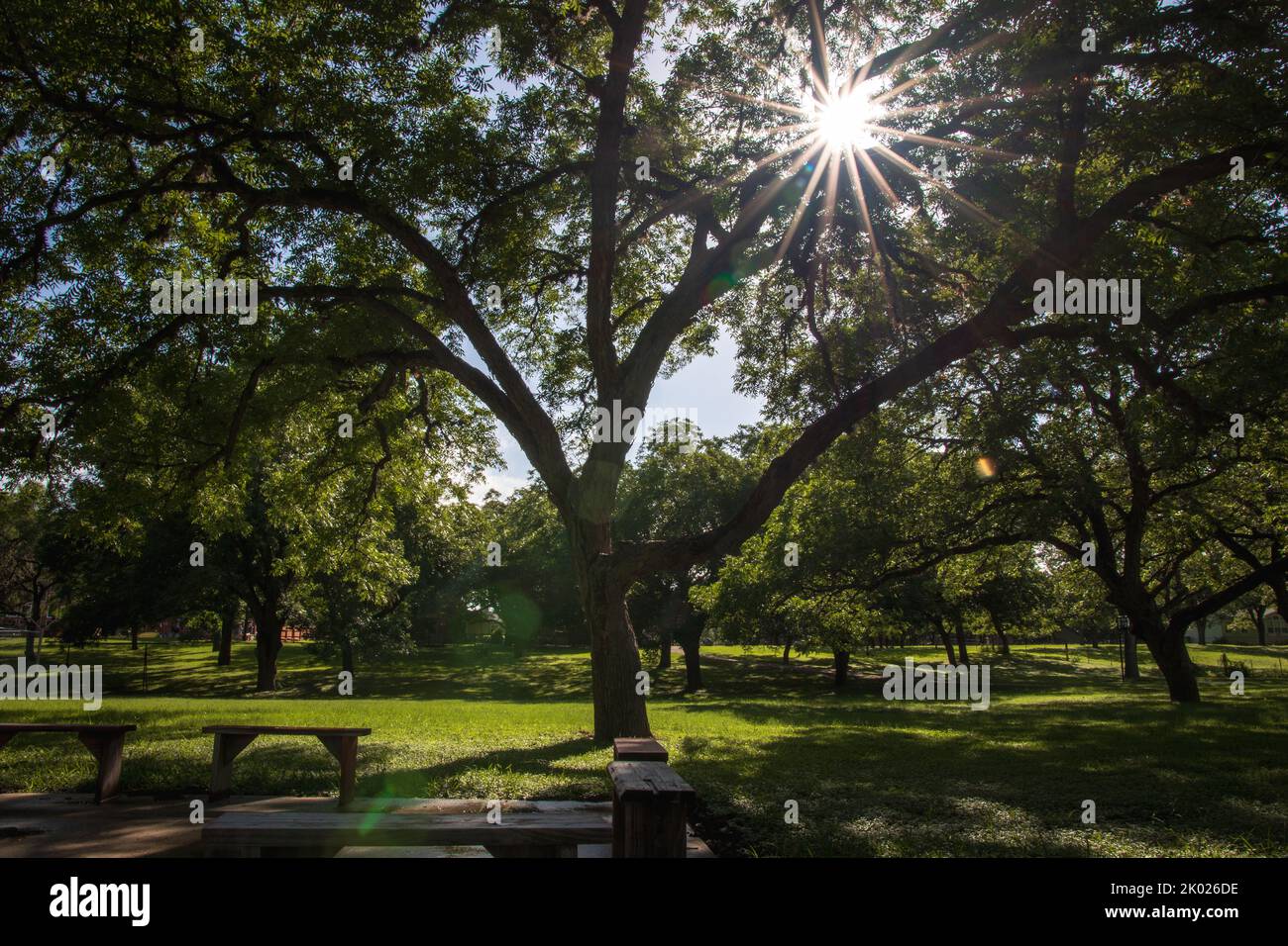 Hohe zypressen -Fotos und -Bildmaterial in hoher Auflösung – Alamy