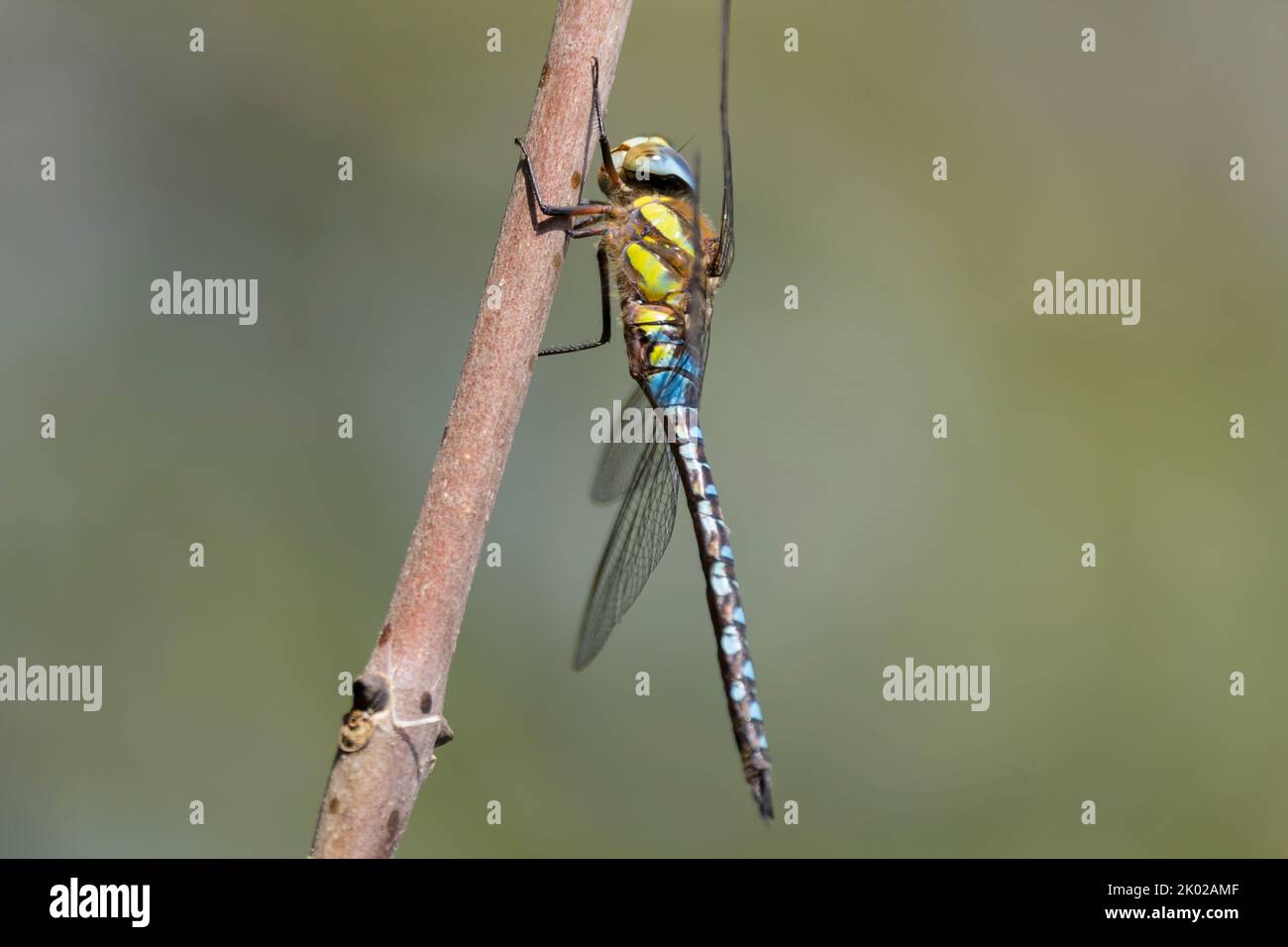 Large compound eyes -Fotos und -Bildmaterial in hoher Auflösung – Alamy