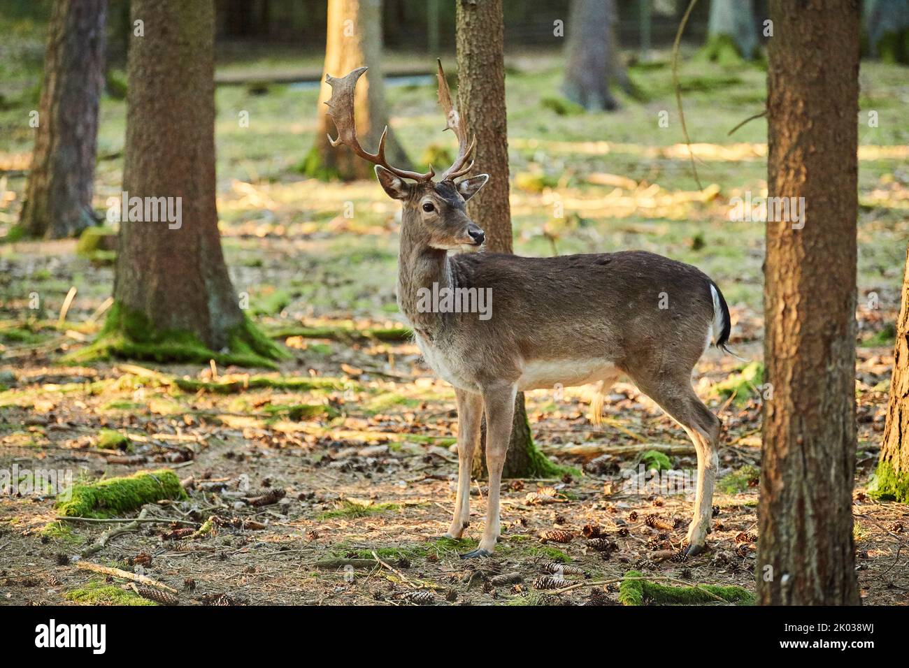Damwild (Dama dama) im Wald, Bayern, Deutschland, Europa ...