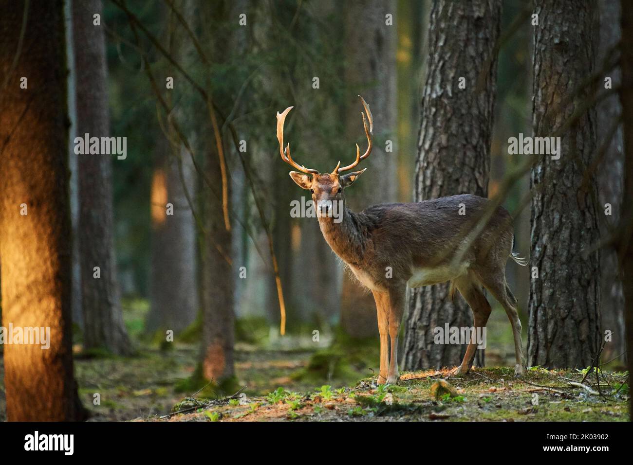 Damwild (Dama dama) im Wald, Bayern, Deutschland, Europa ...