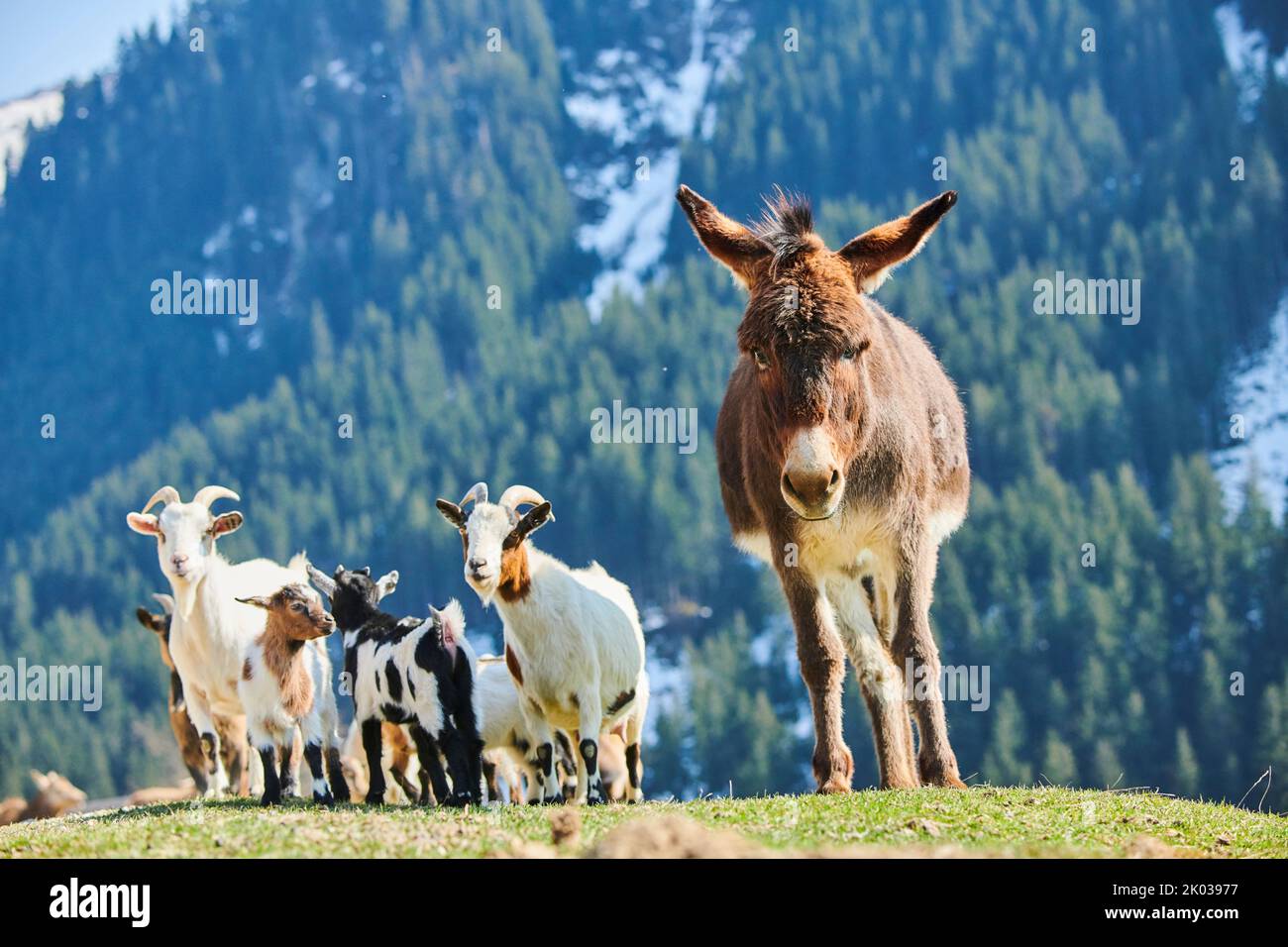 Hausesel (Equus asinus asinus), Hausziege (Capra aegagrus hircus ...