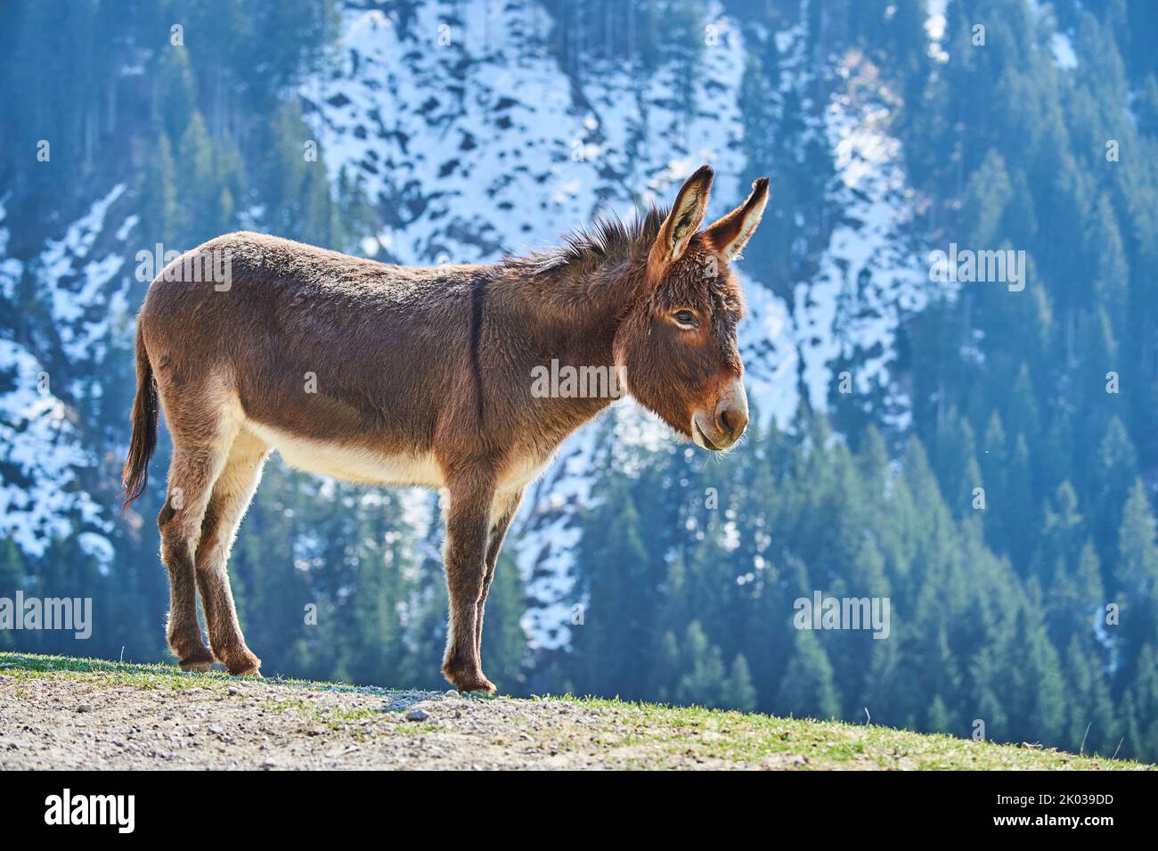 Asinus farm park -Fotos und -Bildmaterial in hoher Auflösung – Alamy