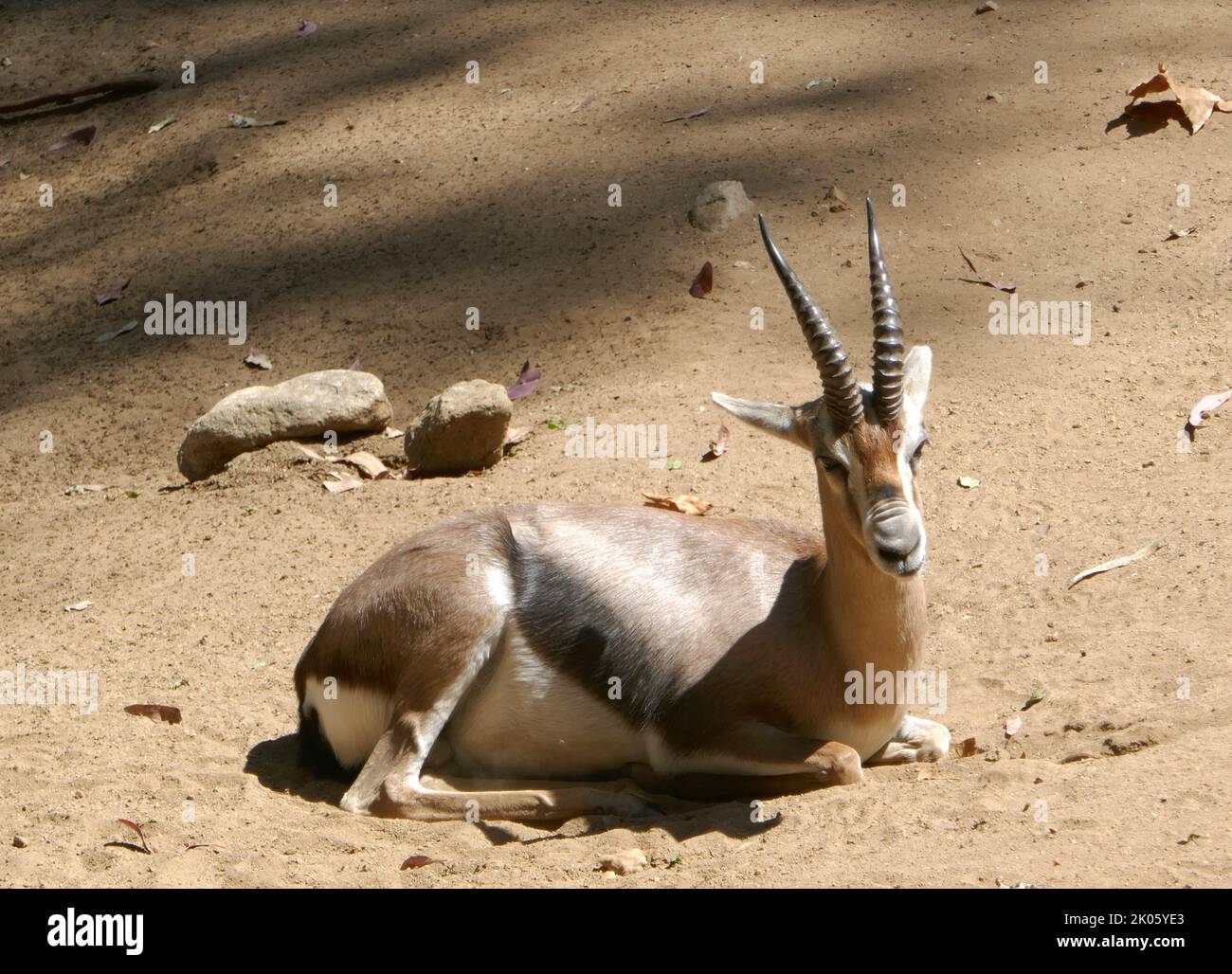 Spekes gazelle -Fotos und -Bildmaterial in hoher Auflösung – Alamy