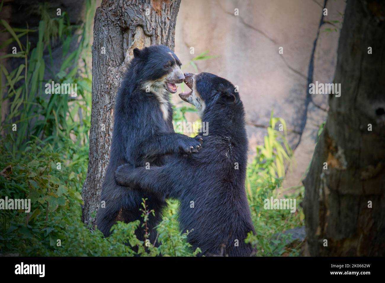 Two animal fighting -Fotos und -Bildmaterial in hoher Auflösung – Alamy