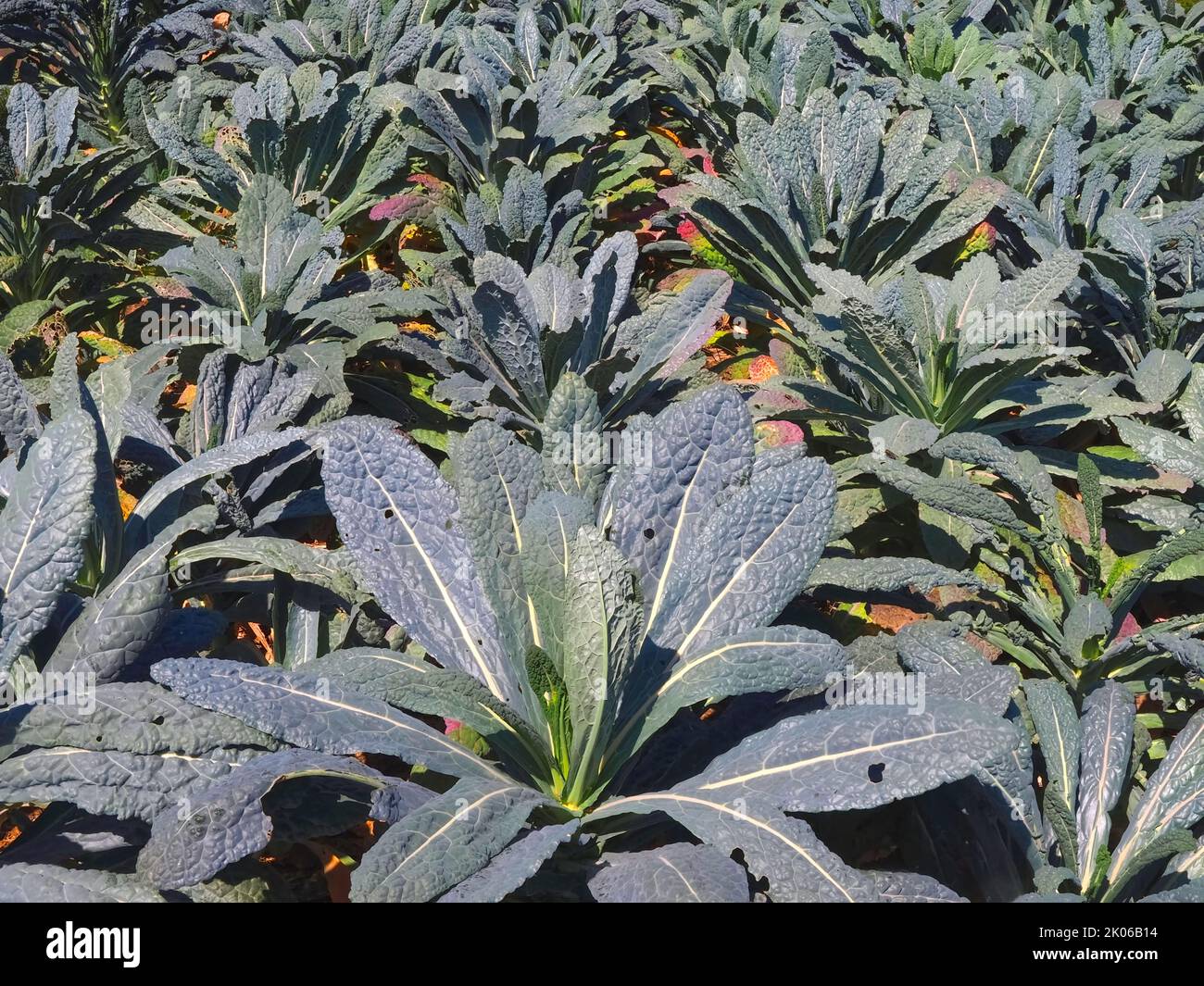 Toskanische palme -Fotos und -Bildmaterial in hoher Auflösung – Alamy