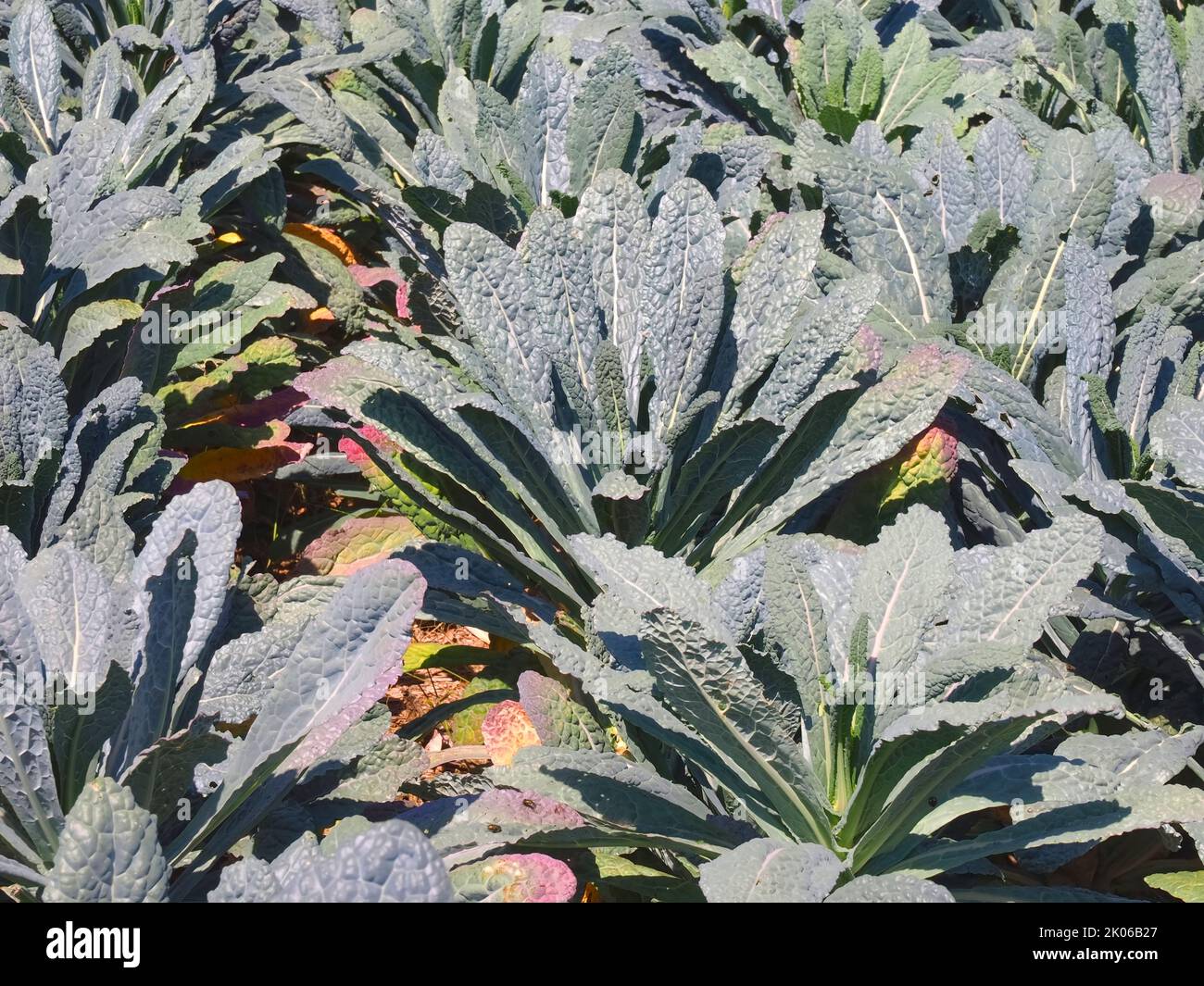 Toskanische palme -Fotos und -Bildmaterial in hoher Auflösung – Alamy