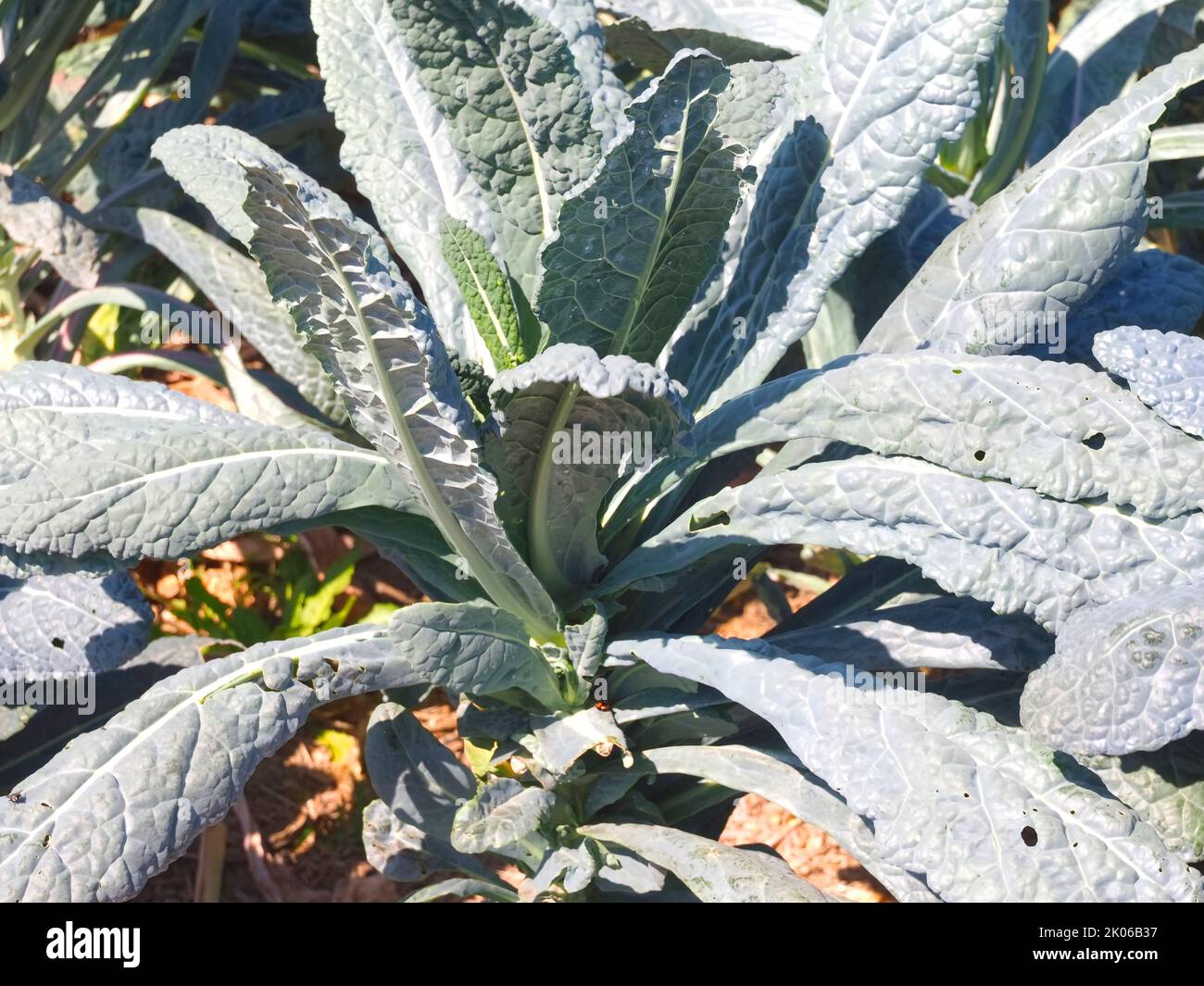 Toskanische palme -Fotos und -Bildmaterial in hoher Auflösung – Alamy