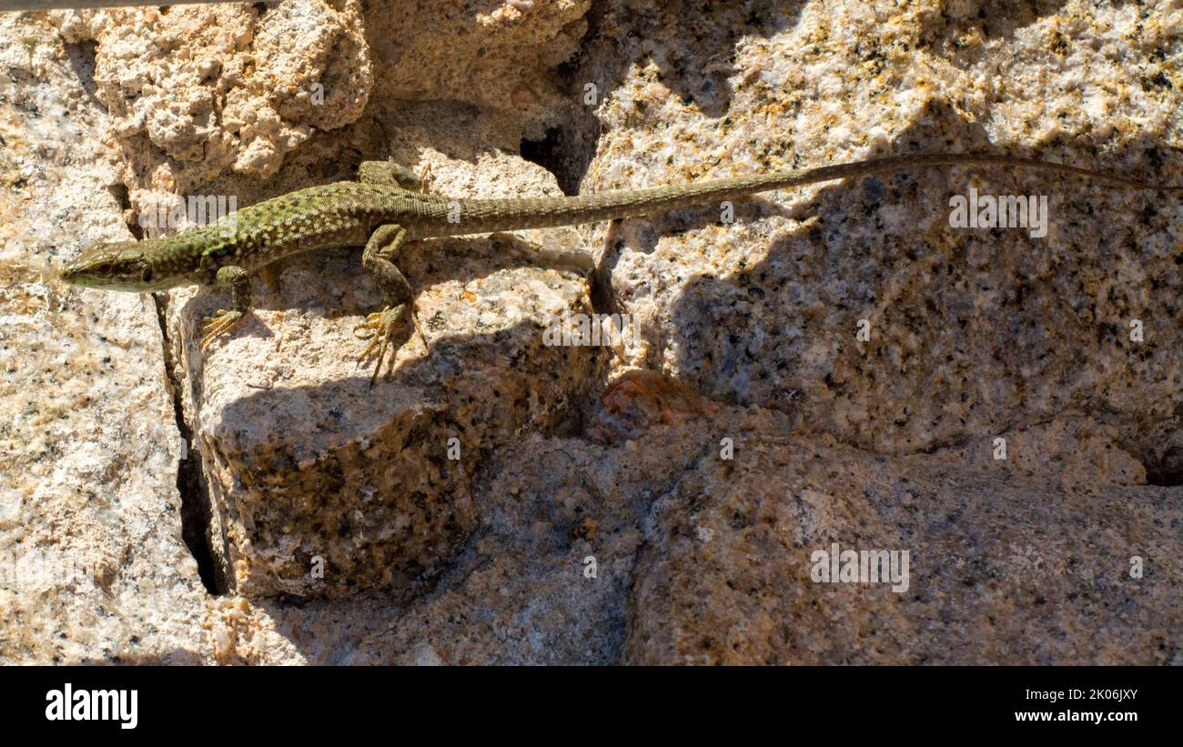 Lucertola verde -Fotos und -Bildmaterial in hoher Auflösung – Alamy