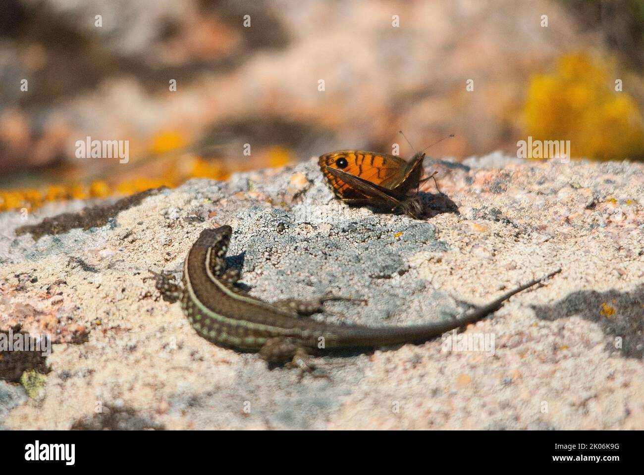 Lucertola verde -Fotos und -Bildmaterial in hoher Auflösung – Alamy