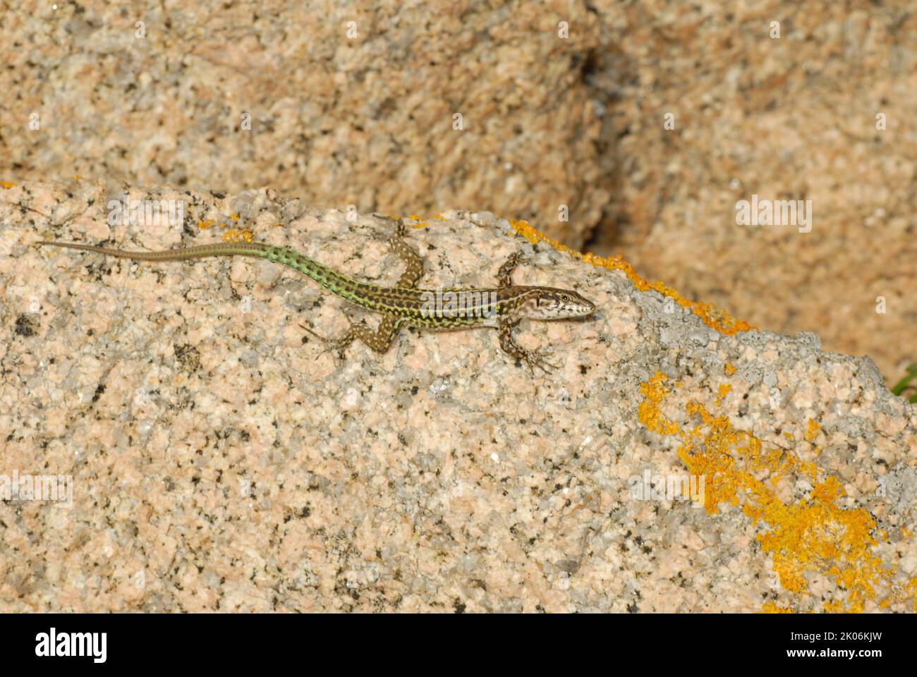 Lucertola verde -Fotos und -Bildmaterial in hoher Auflösung – Alamy