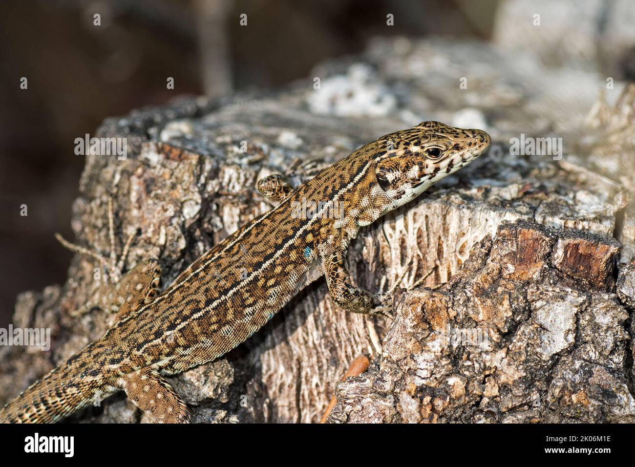 Lucertola verde -Fotos und -Bildmaterial in hoher Auflösung – Alamy