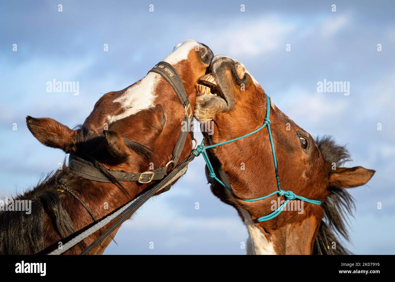 Zwei küssende Pferde, Gechingen, Deutschland Stockfotografie - Alamy
