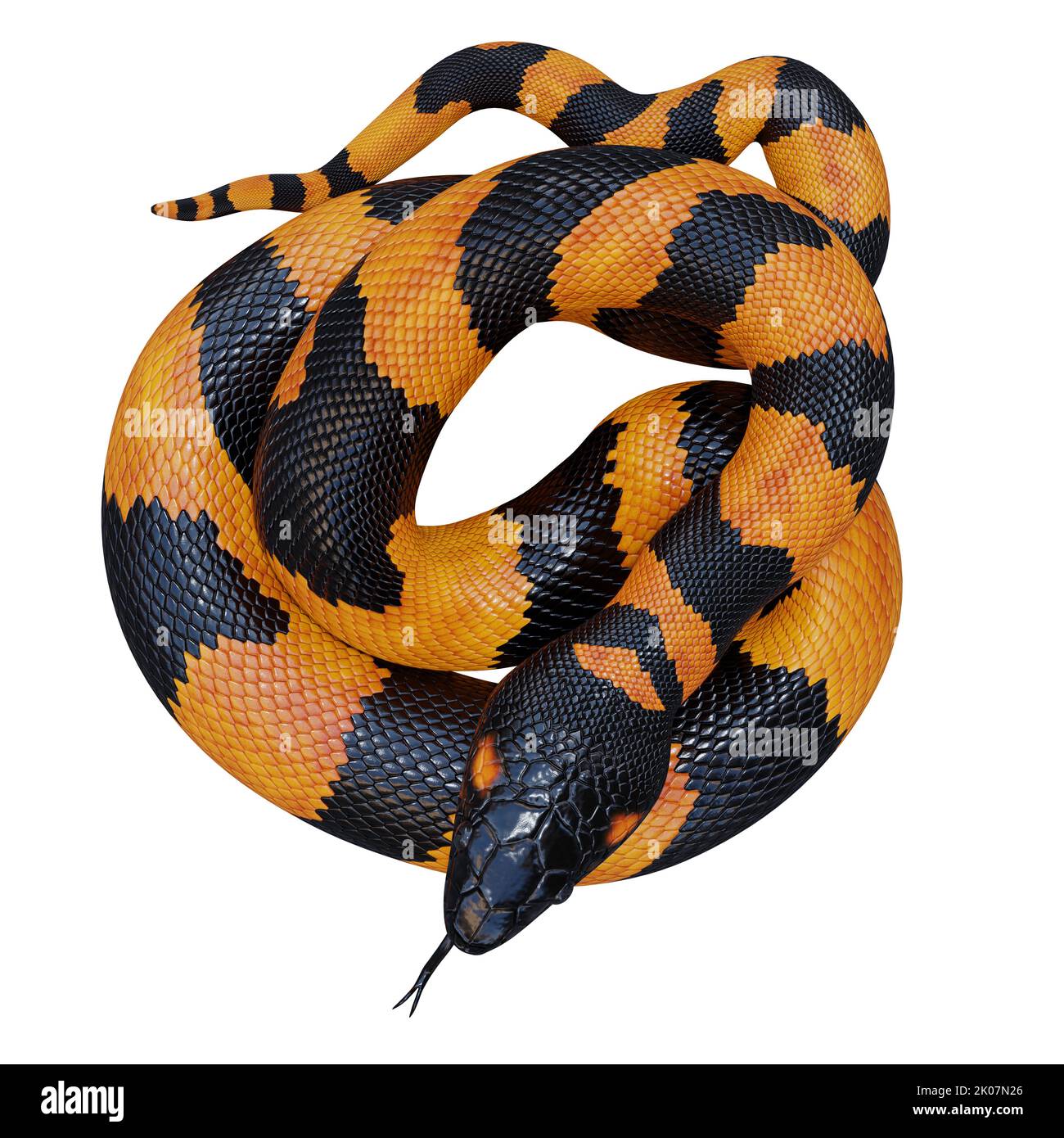 Bismarck beringte python -Fotos und -Bildmaterial in hoher Auflösung ...