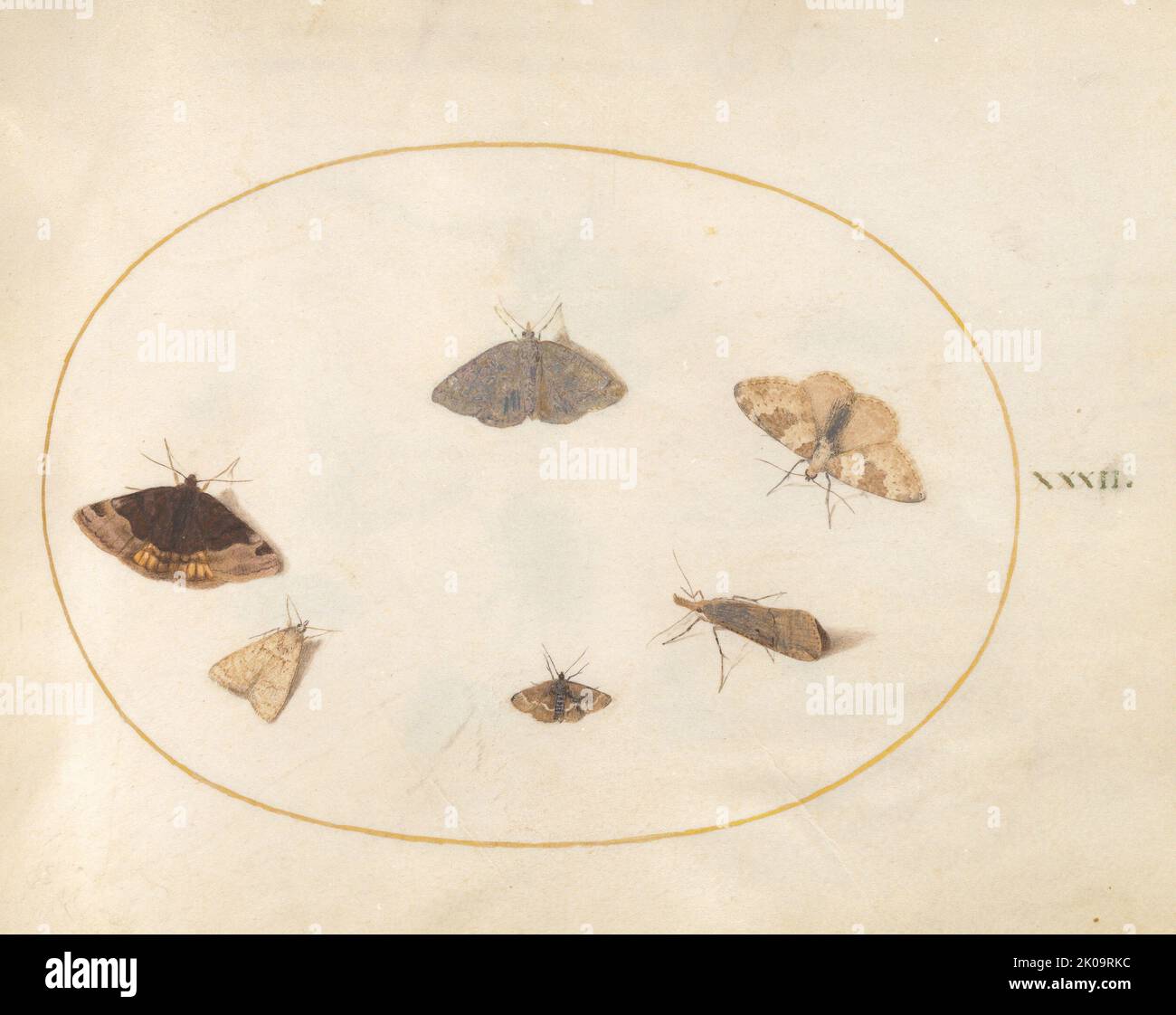 Sechs motten -Fotos und -Bildmaterial in hoher Auflösung – Alamy