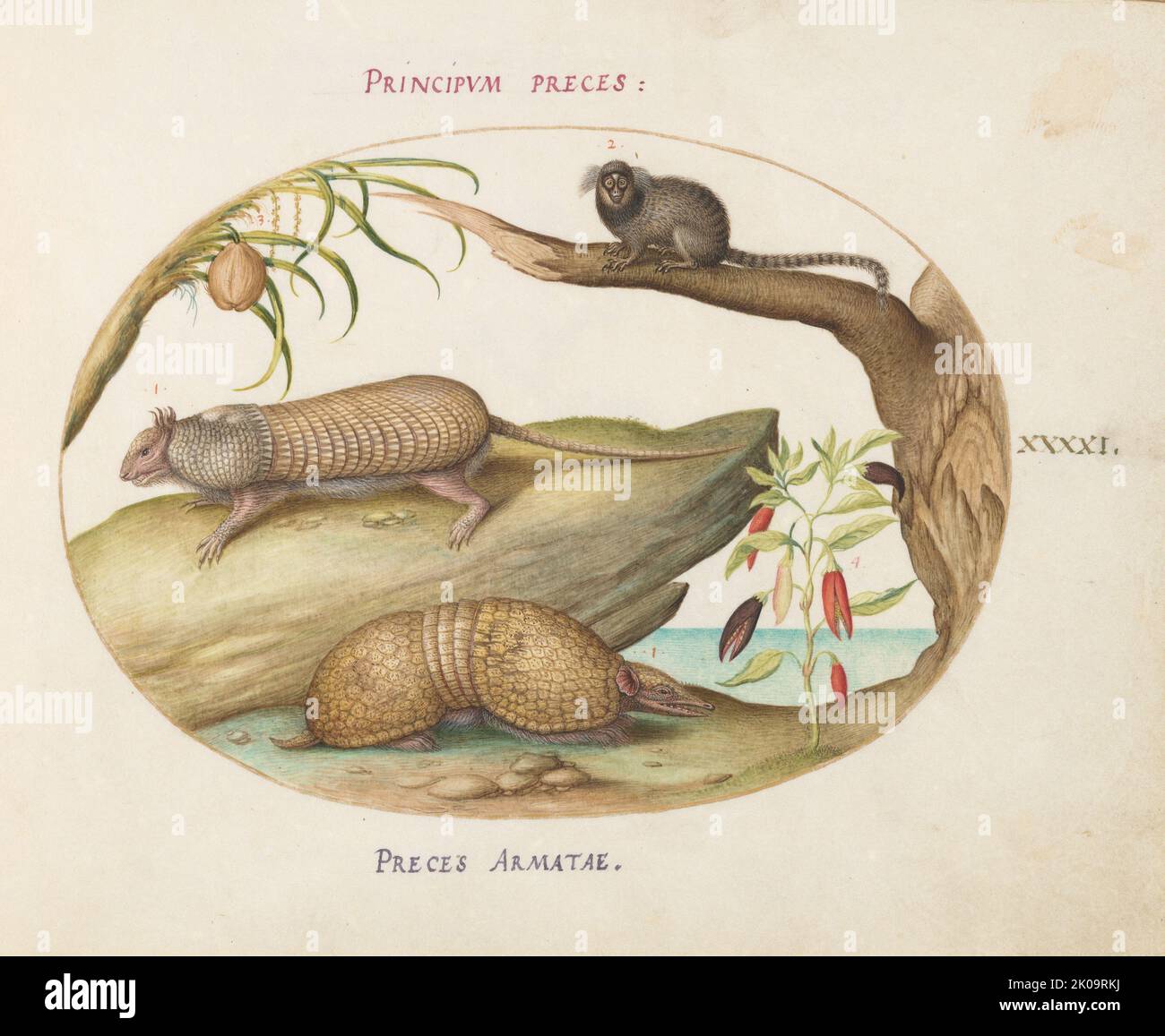 Animalia quadrupedia und reptilia terra -Fotos und -Bildmaterial in ...