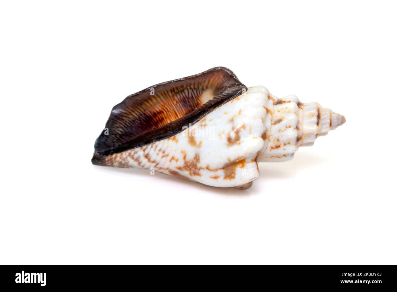 True conch -Fotos und -Bildmaterial in hoher Auflösung – Alamy