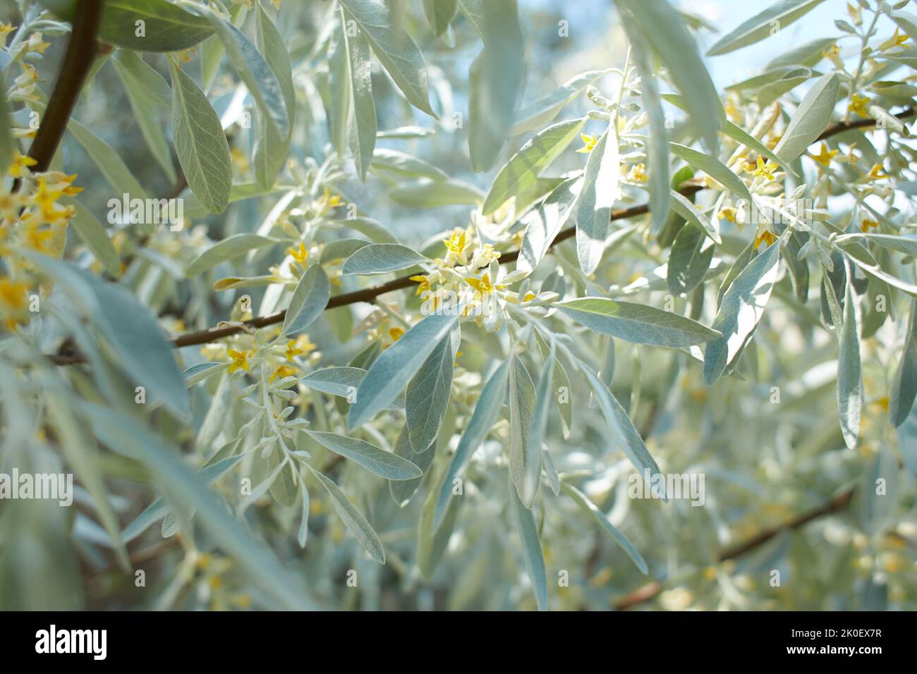 Stilvolle Olivenbaum Bluten Fallen Ab Bilder