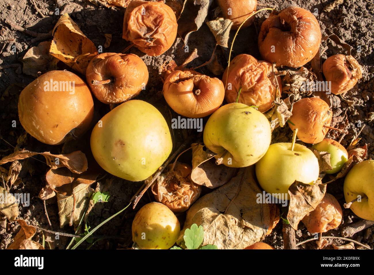 Überreife verfaulte gelbe Äpfel Früchte auf dem Boden unter Baum im ...
