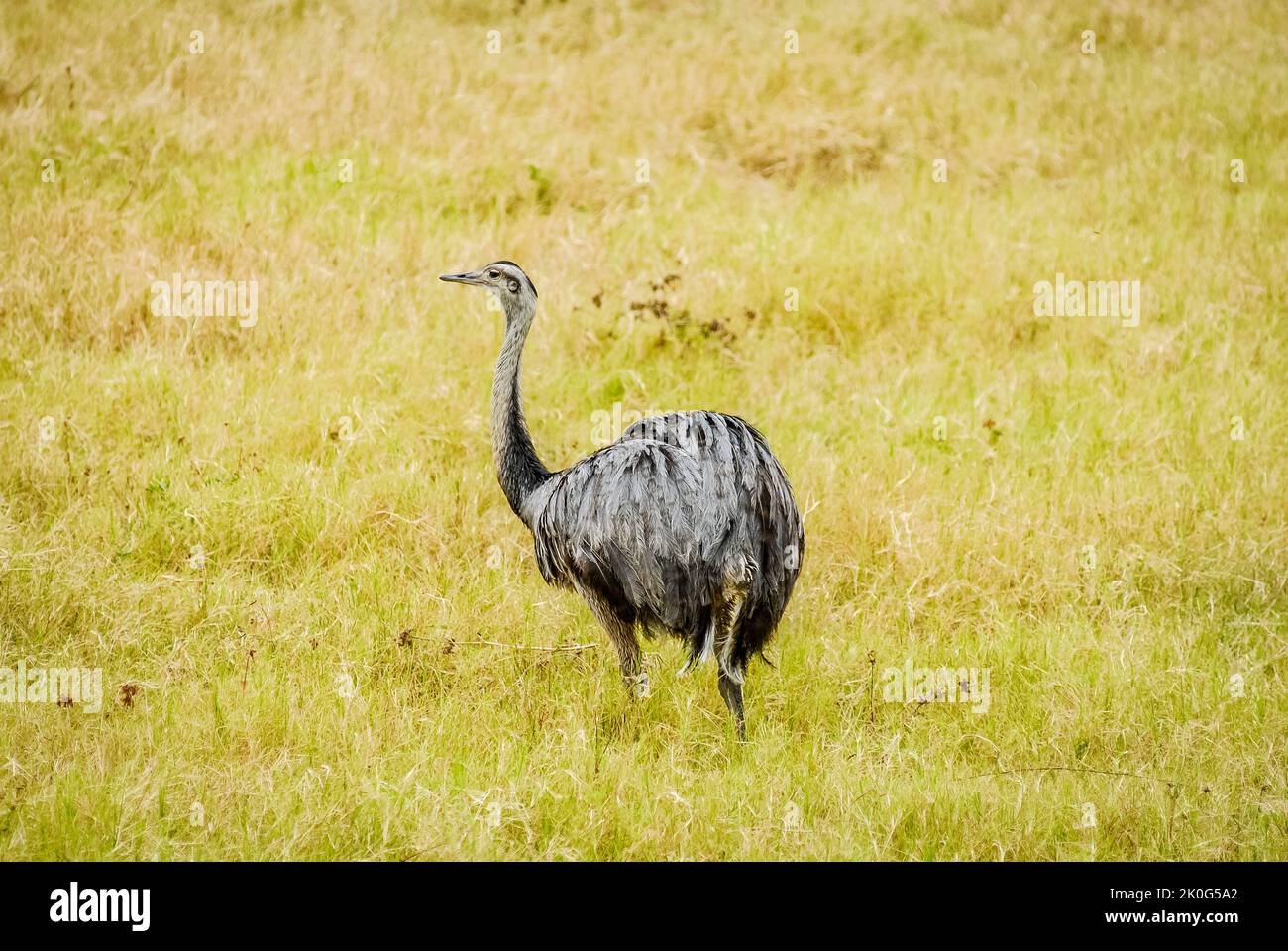 Big cerrado -Fotos und -Bildmaterial in hoher Auflösung – Alamy