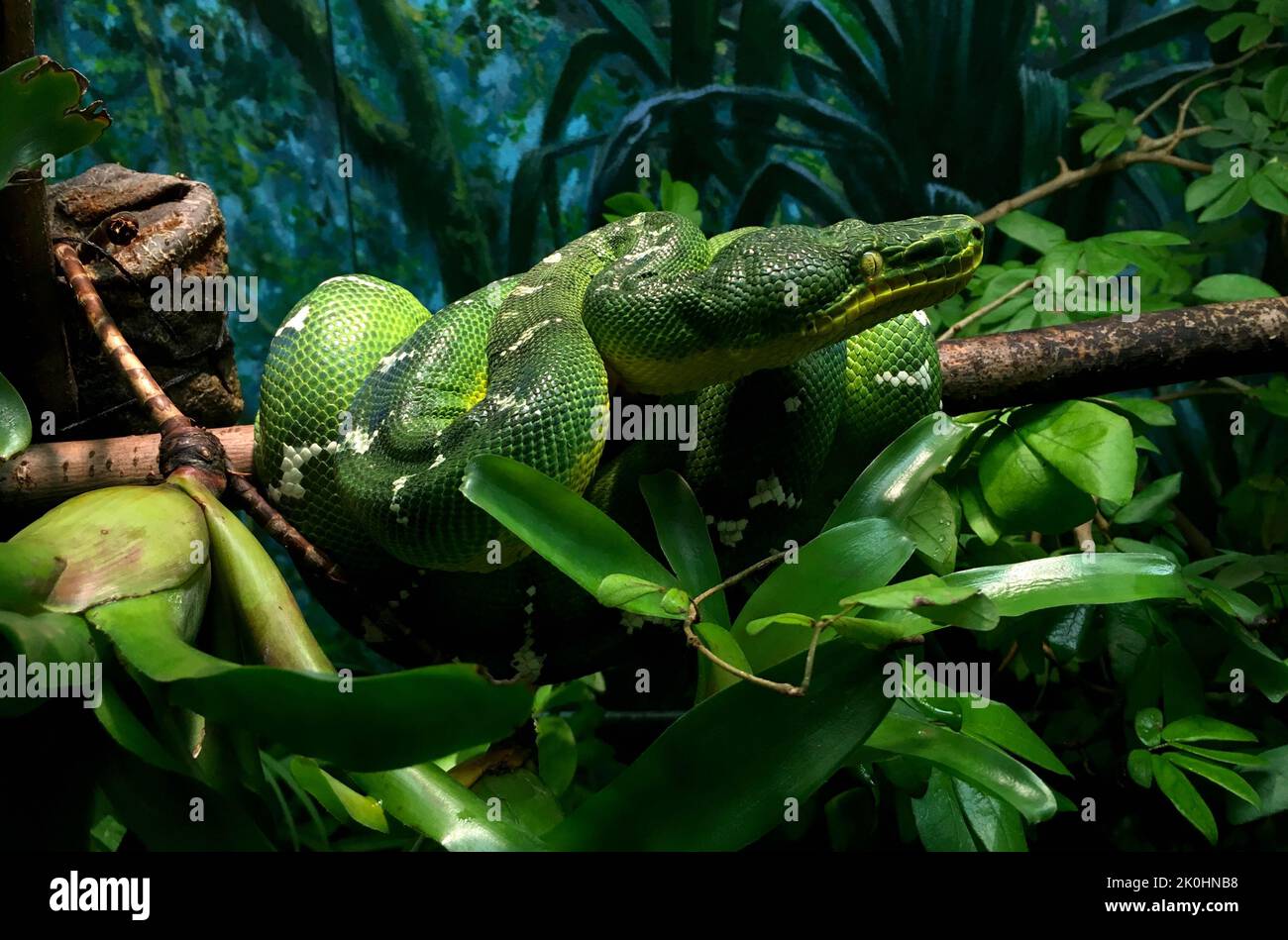 Schlange, die um baum sich wickelt -Fotos und -Bildmaterial in hoher ...