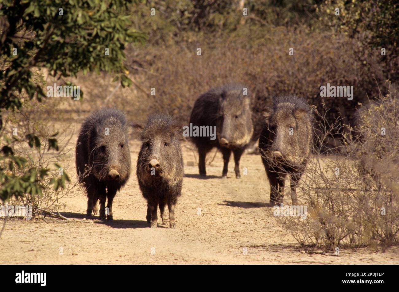 Gran chaco paraguay -Fotos und -Bildmaterial in hoher Auflösung – Alamy