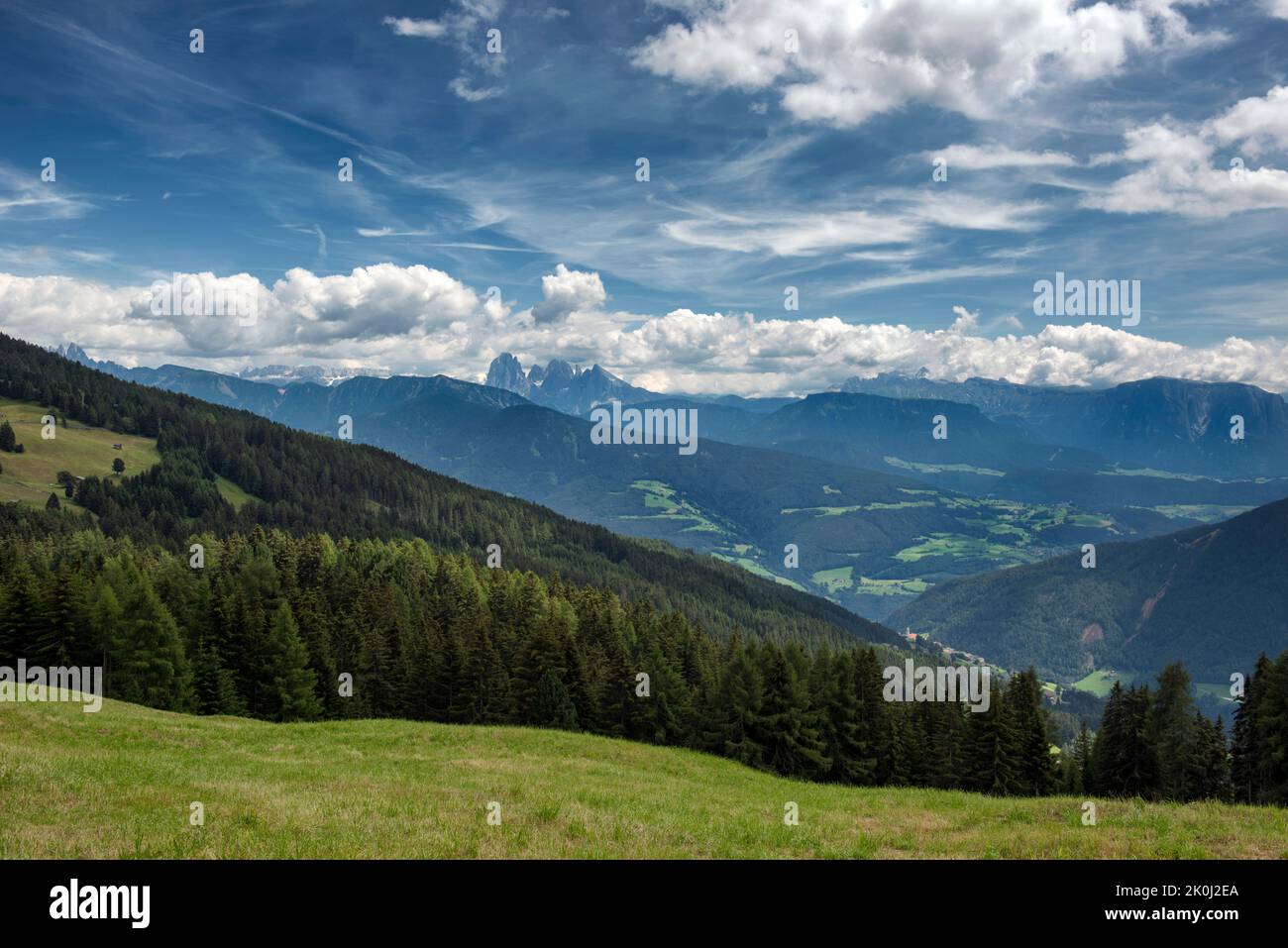 Weichholziger baum -Fotos und -Bildmaterial in hoher Auflösung – Alamy
