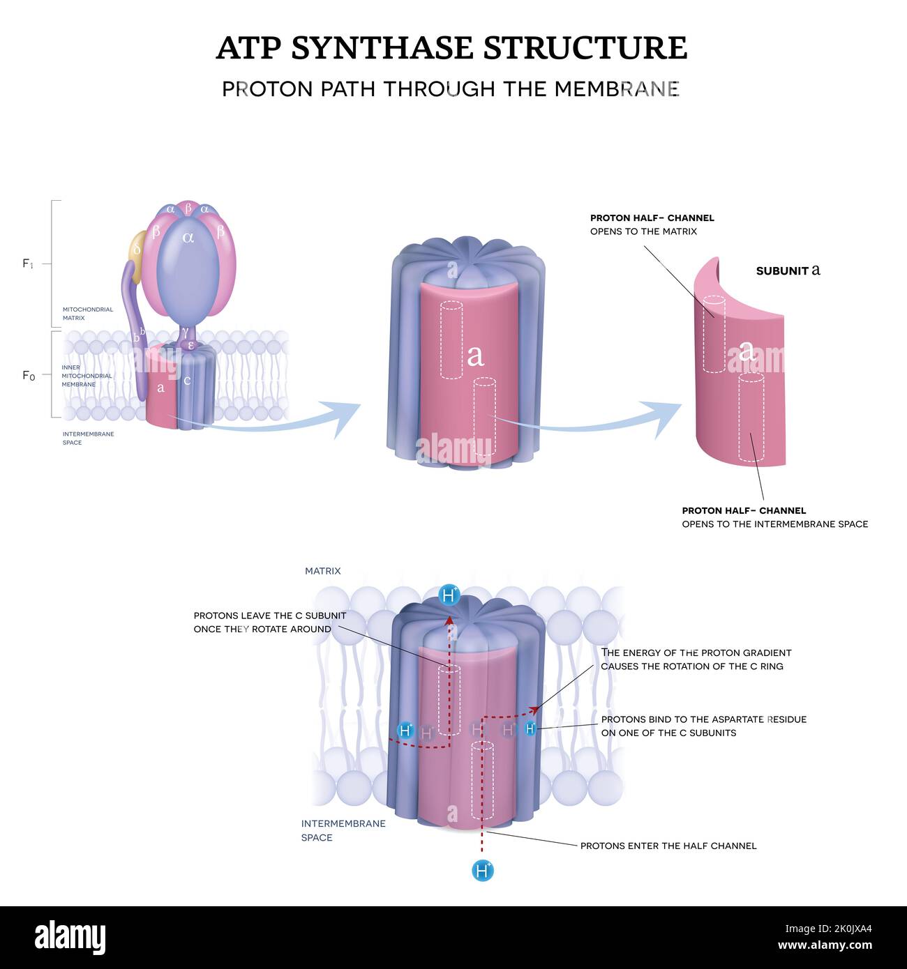 Atp Synthase Struktur