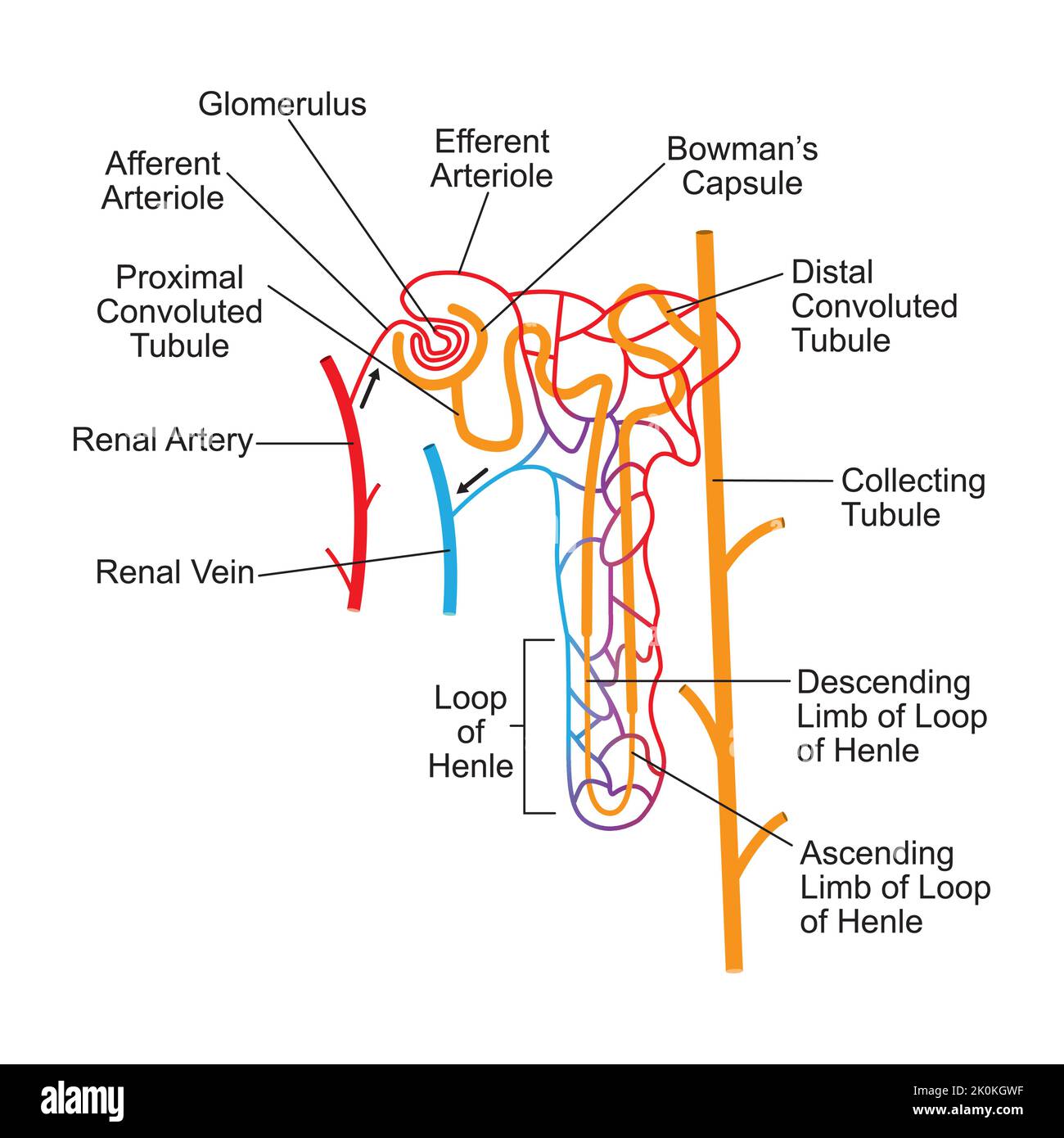 Wissenschaftliche Gestaltung der Nephron-Struktur. Die mikroskopische ...