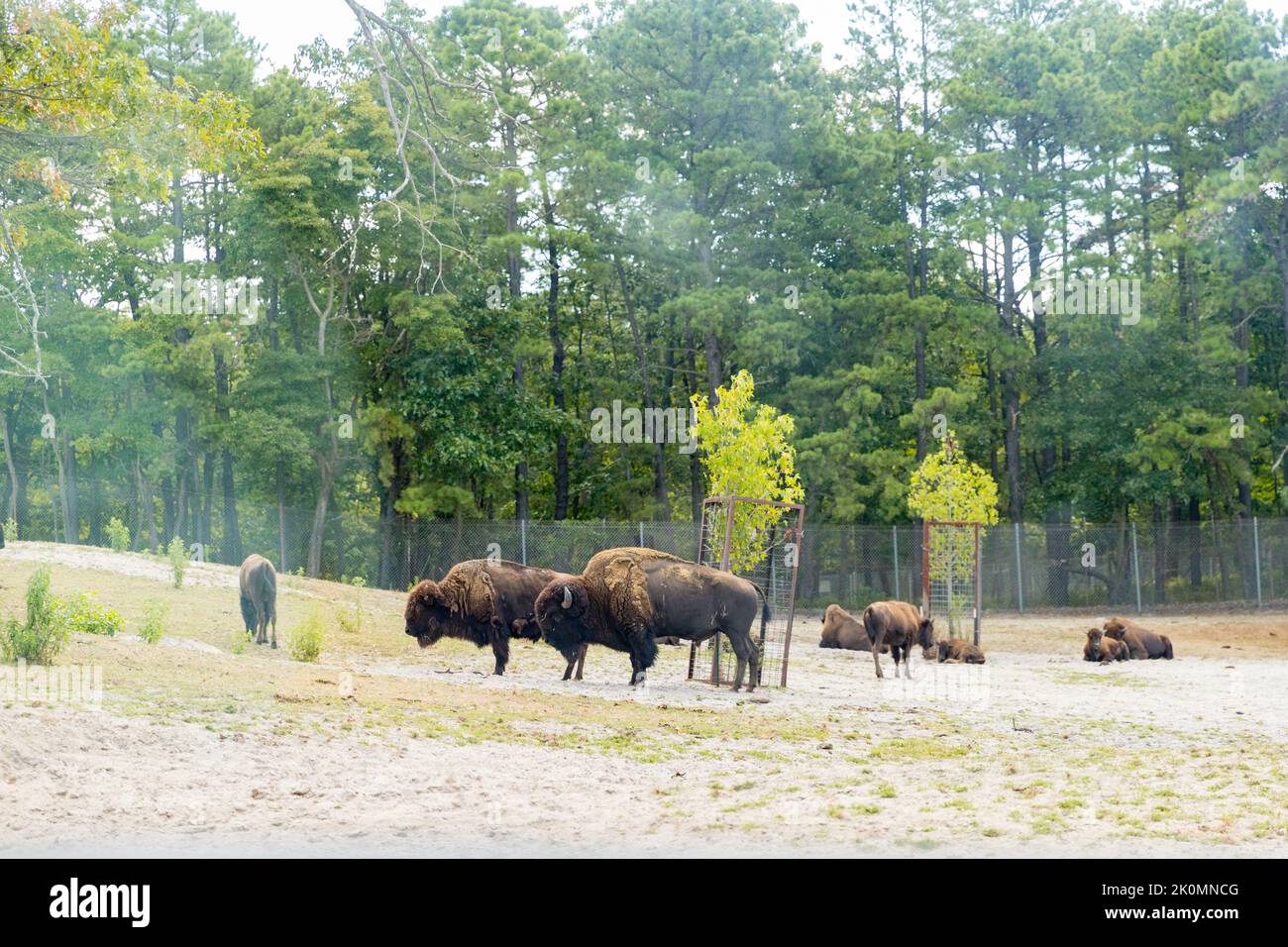 Gebutstag kuh -Fotos und -Bildmaterial in hoher Auflösung – Alamy