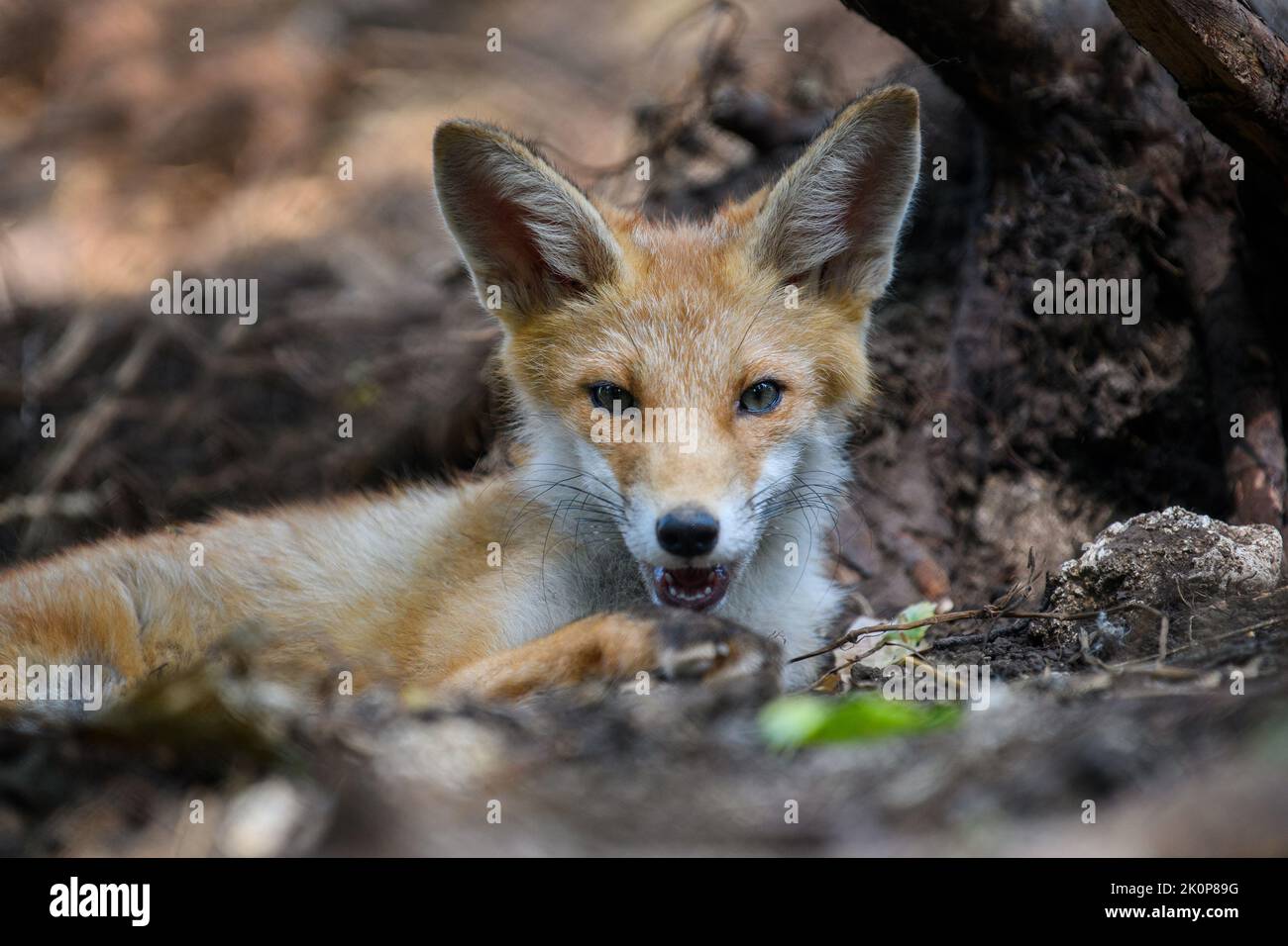Rotfuchs, Vulpes Vulpes, kleines junges Junge im Wald. Niedliche kleine ...
