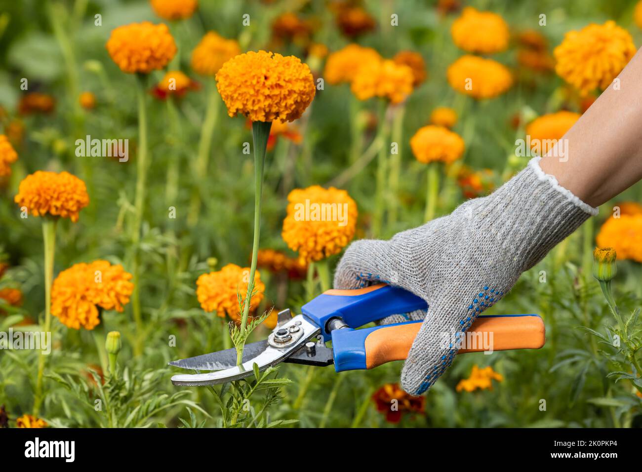 Die Frau schneidet den Stiel einer Blume im Garten. Der Baumscherer ...
