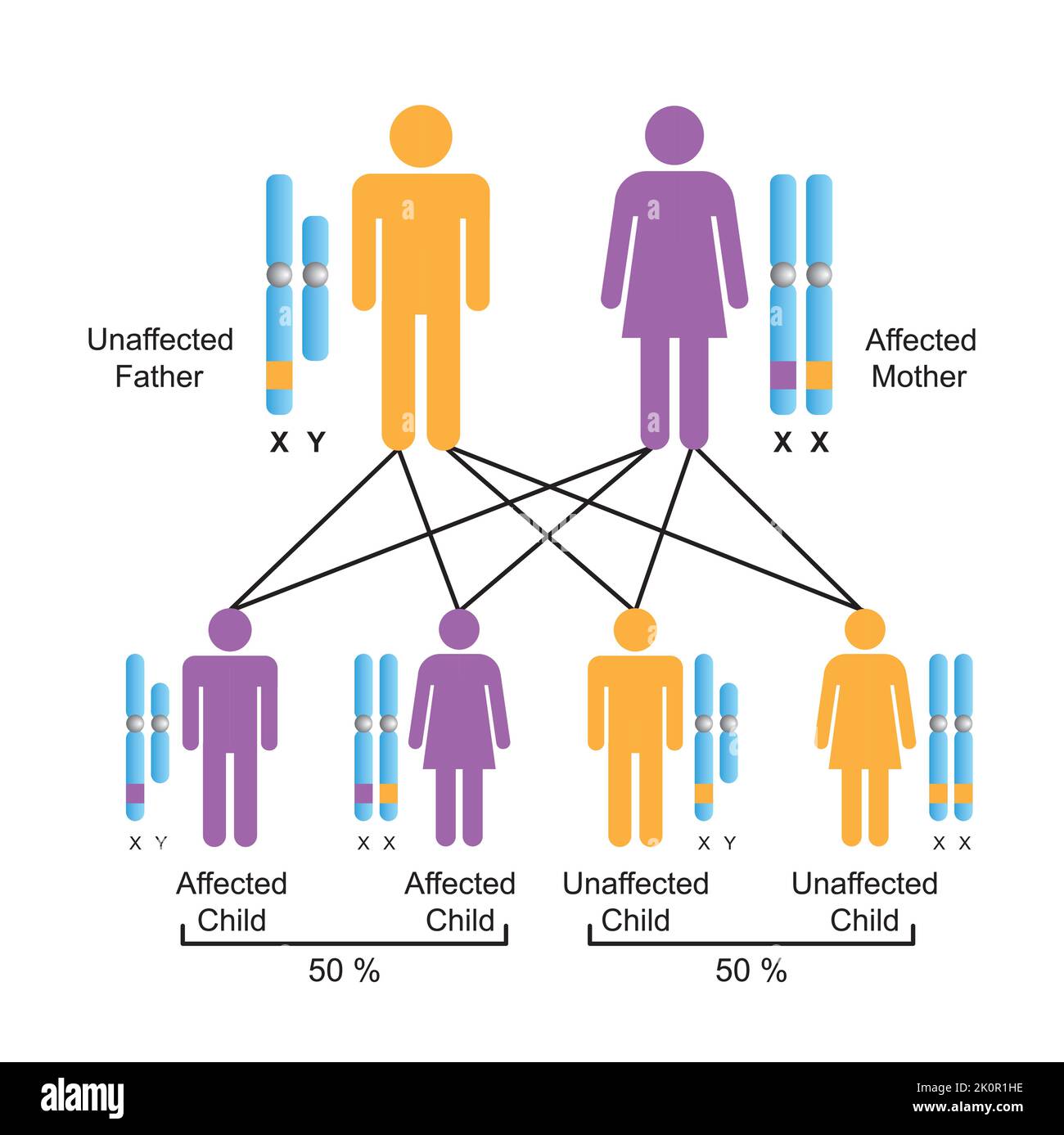 Wissenschaftliche Gestaltung der X-verbundenen dominanten Vererbung. Bunte Symbole. Vektorgrafik ...