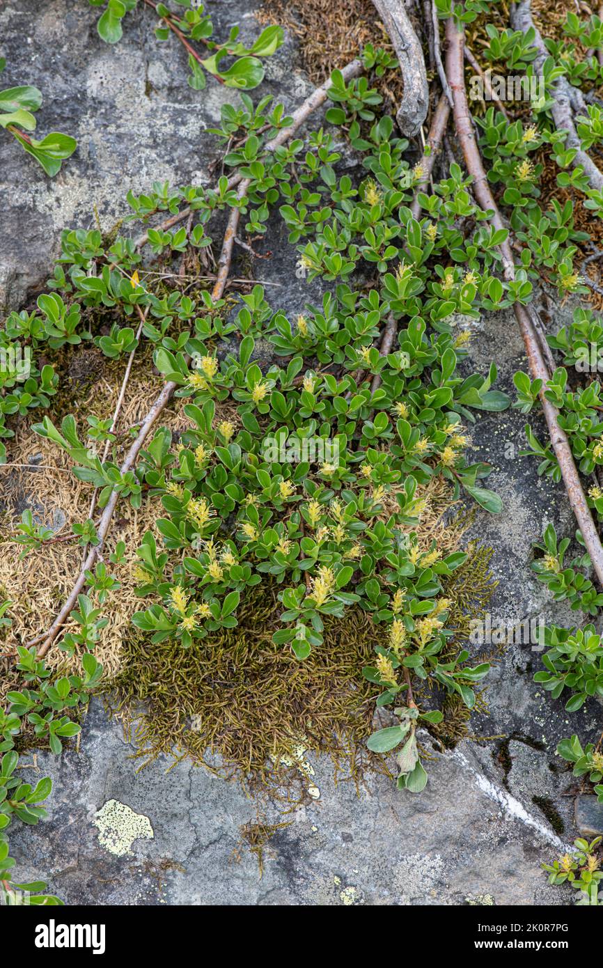 Salix retusa salix retusa -Fotos und -Bildmaterial in hoher Auflösung ...