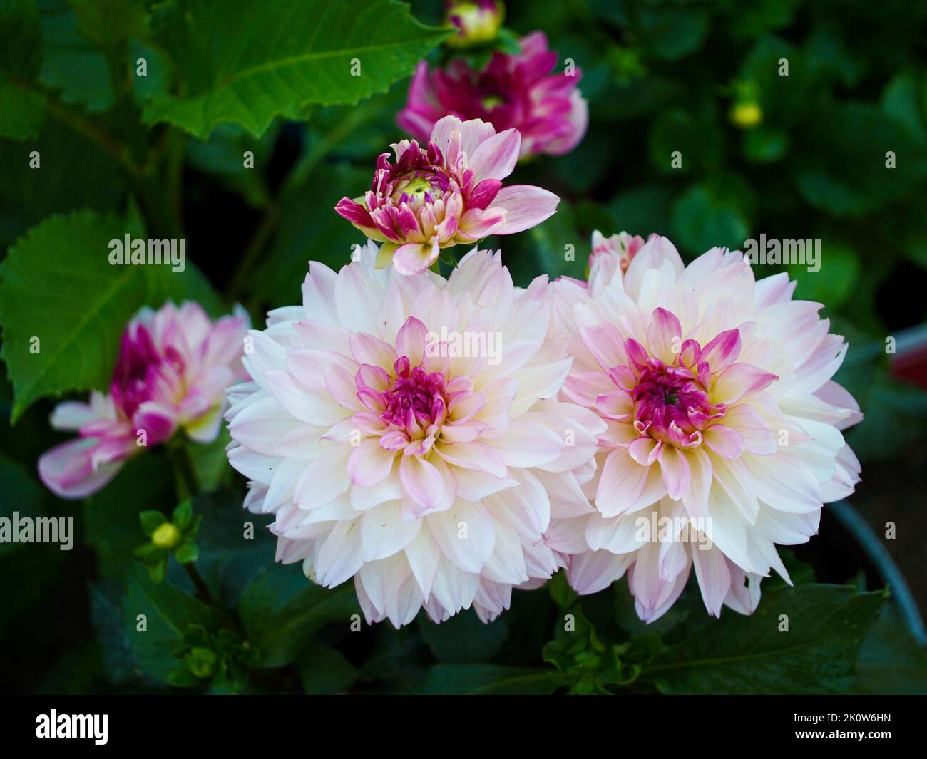 Pacific northwest plants -Fotos und -Bildmaterial in hoher Auflösung – Alamy